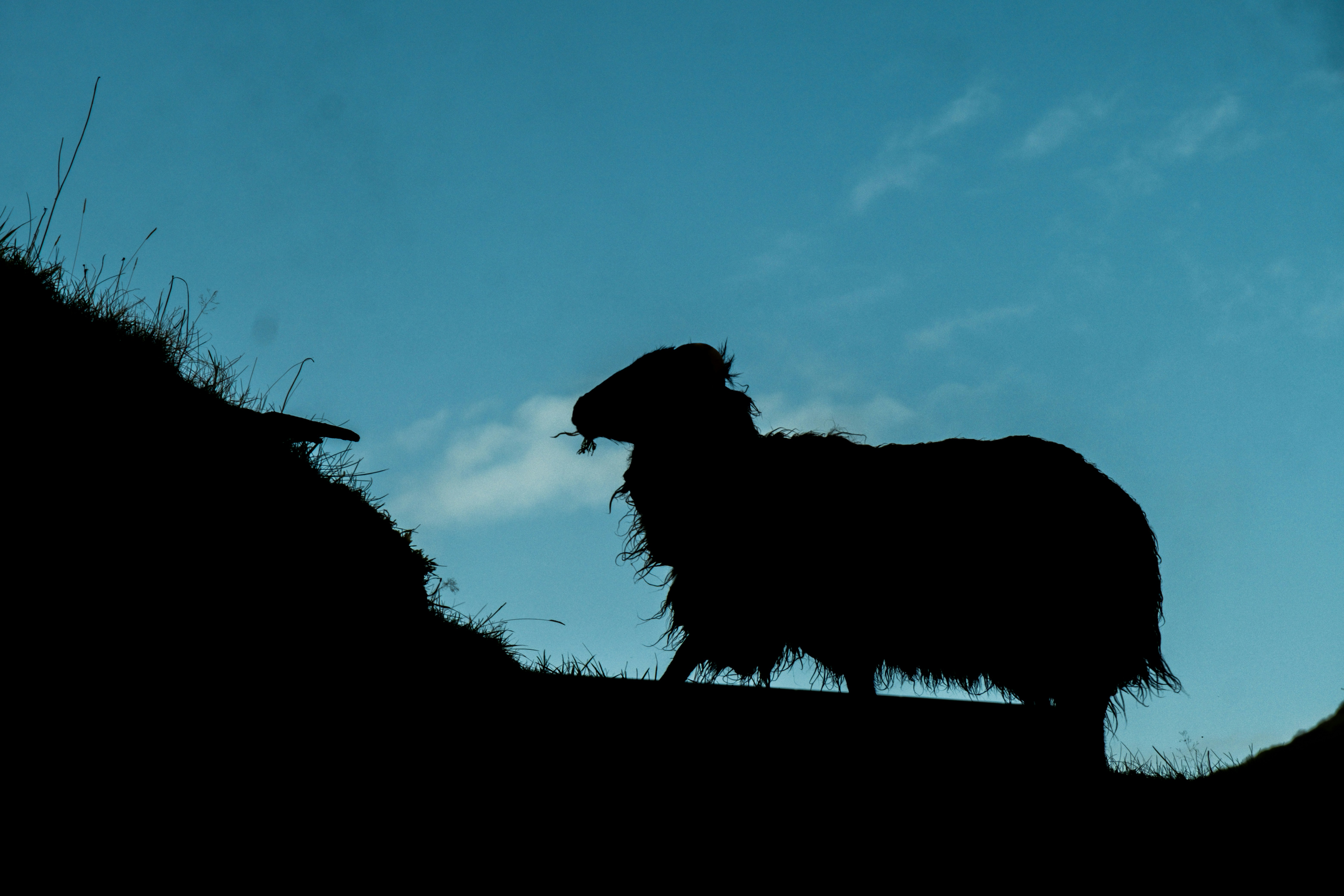 Silhouette on the Ridge: A Lone Yak Against a Clear Sky