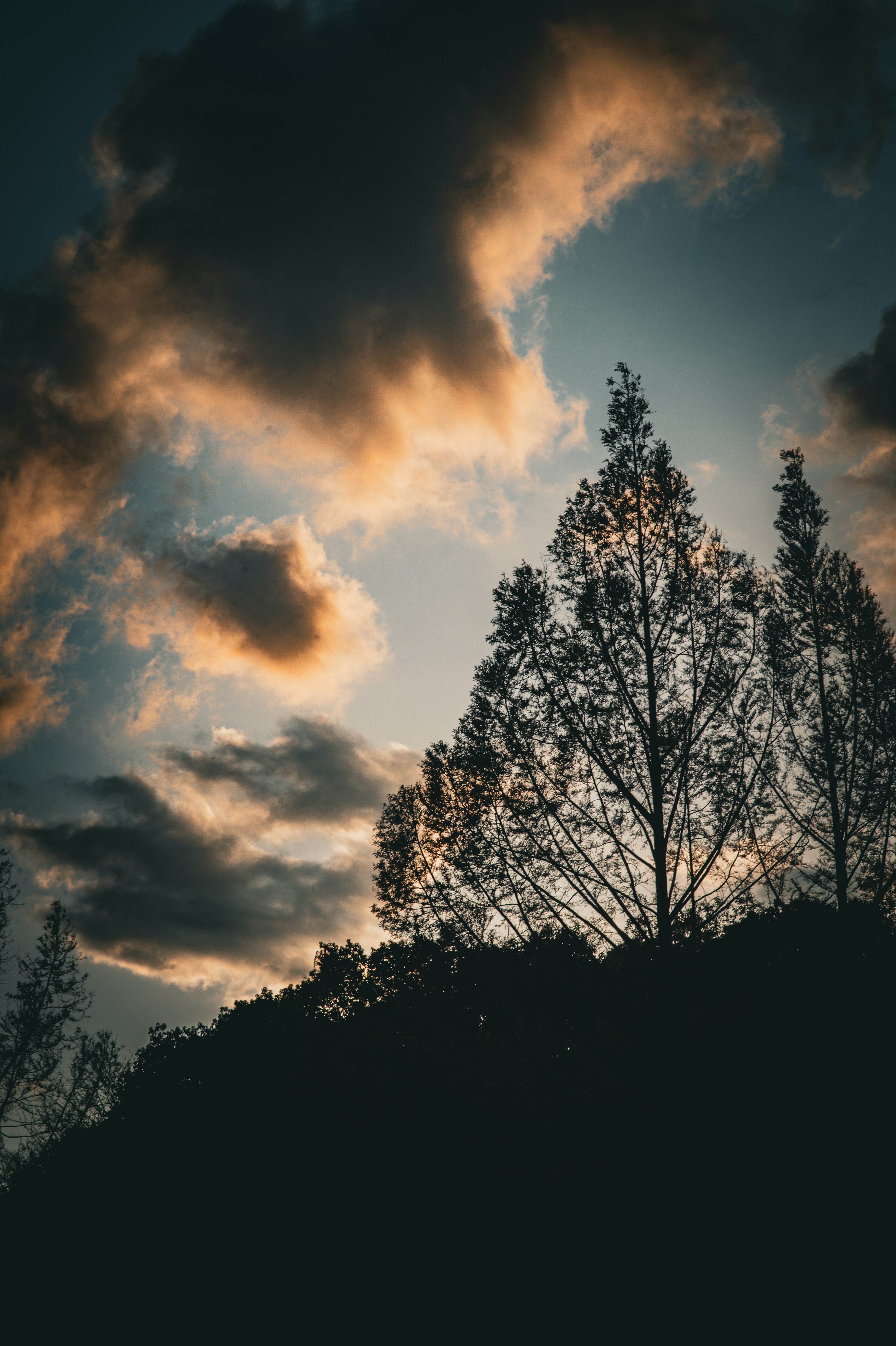 Silhouette of a Tall Pine Against Dusk Clouds