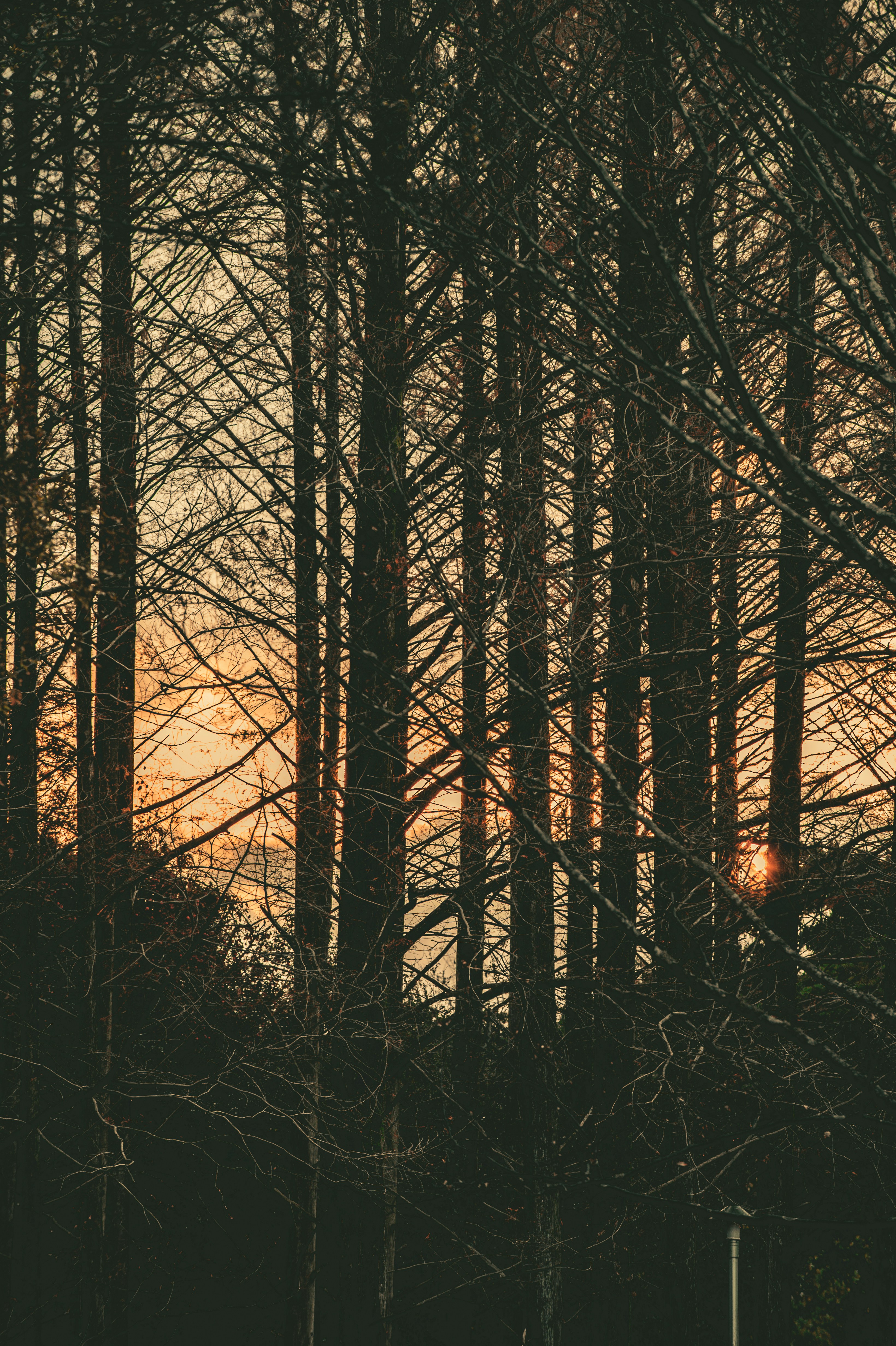 Sunset Threads Through Silent Pines