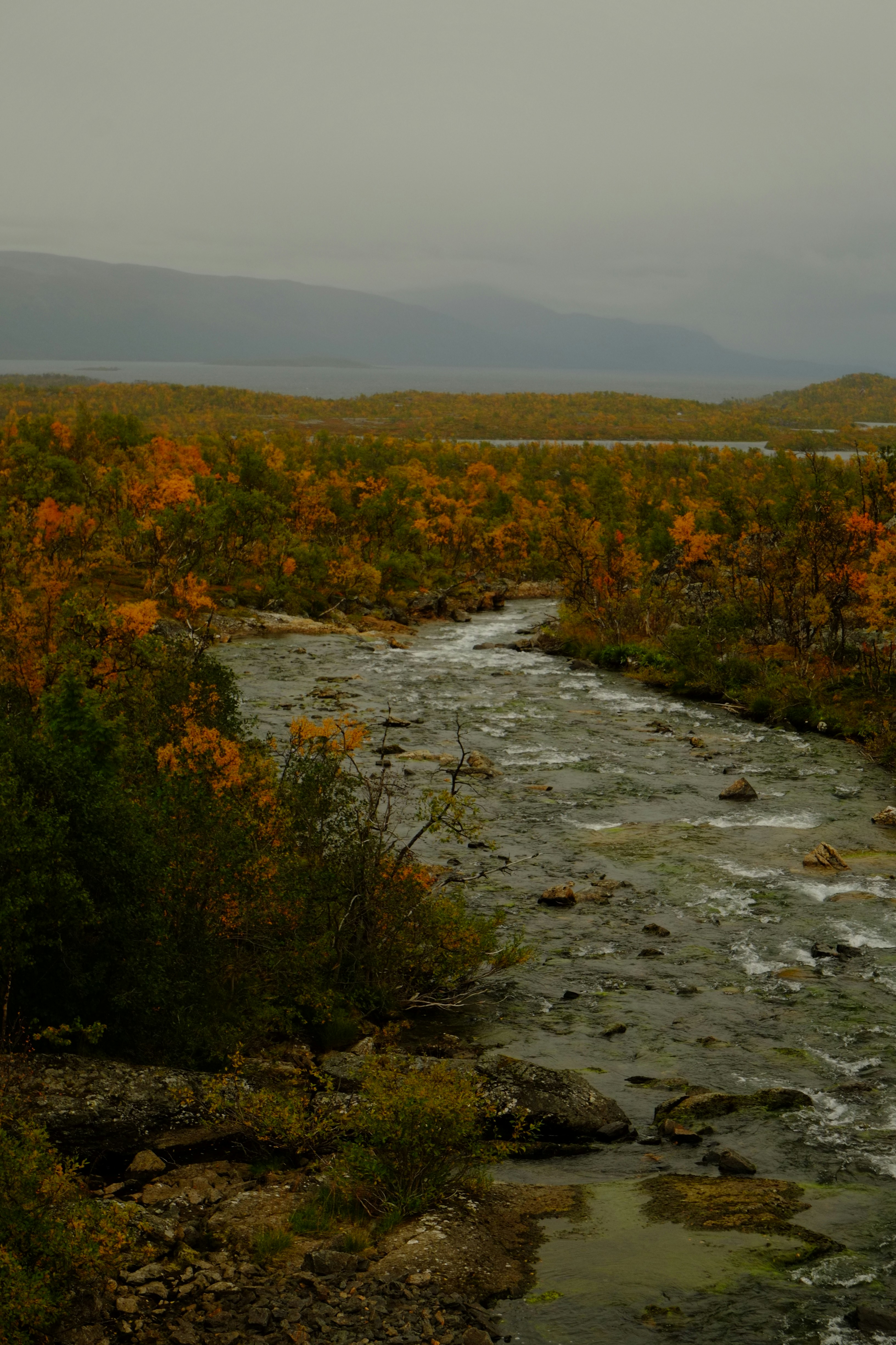 Autumn River Veil: Golden Leaves Over a Quiet Current
