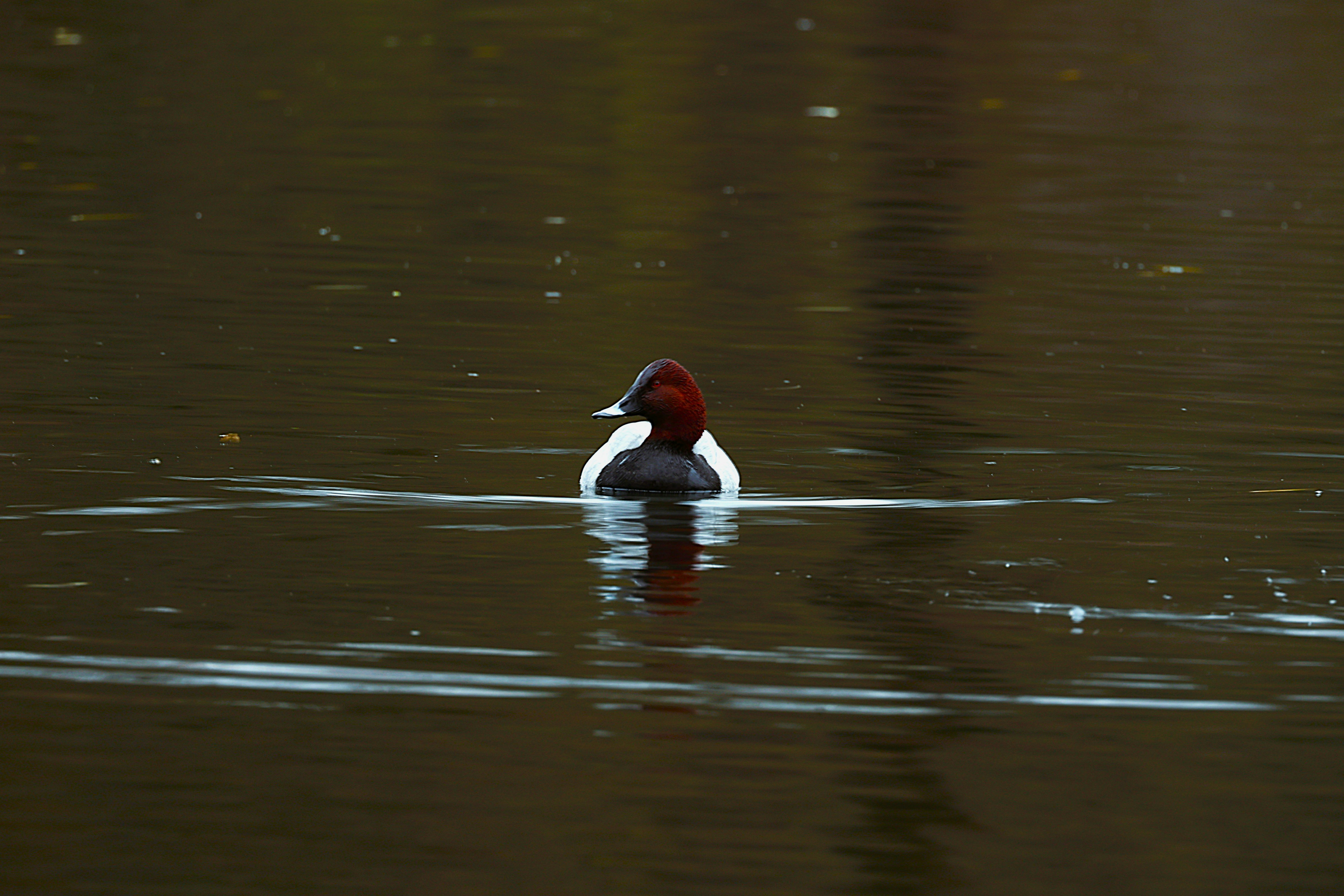 Hushed Glide: A solitary duck on autumnal surface