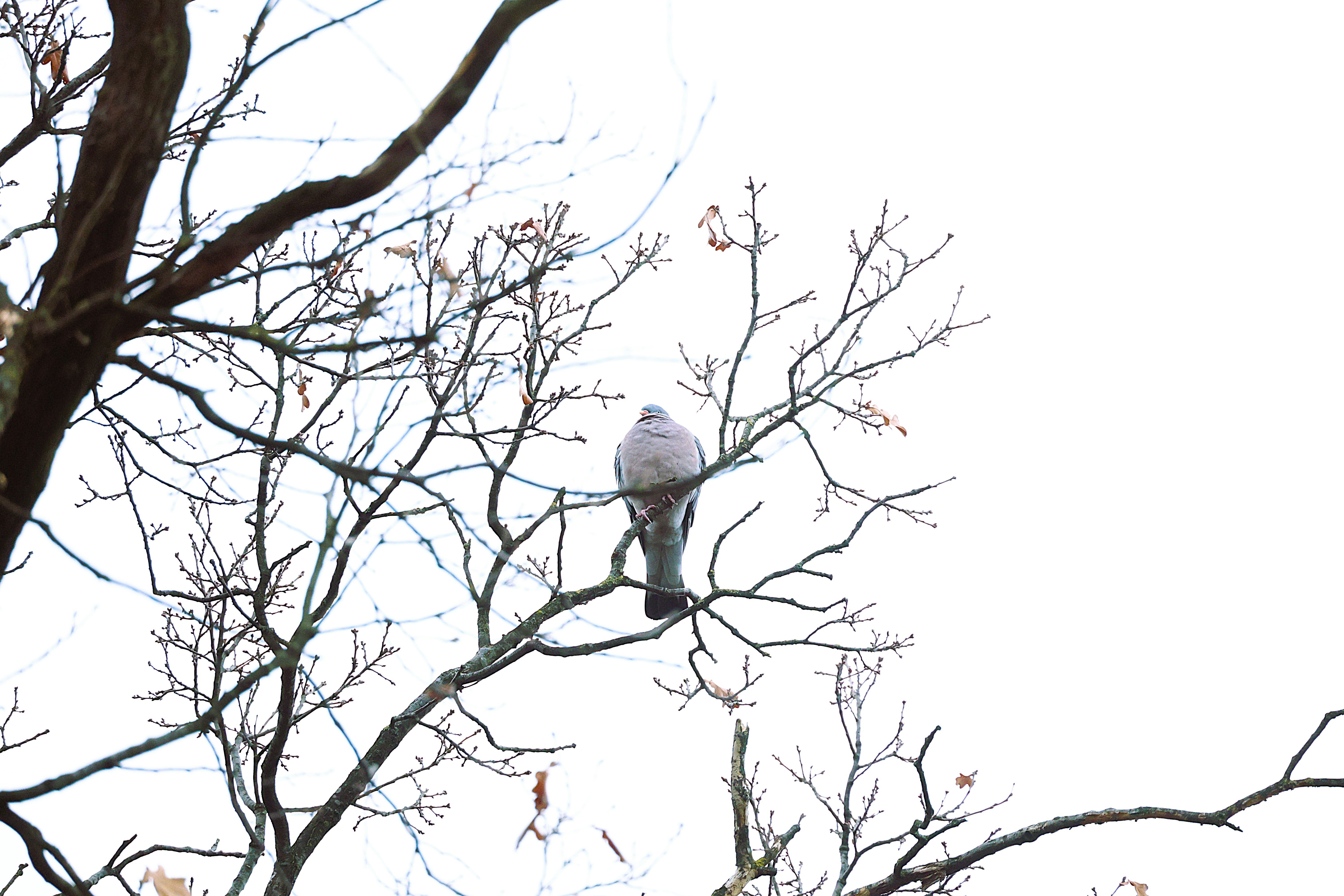 Winter Watch: A lone bird perched among skeletal branches