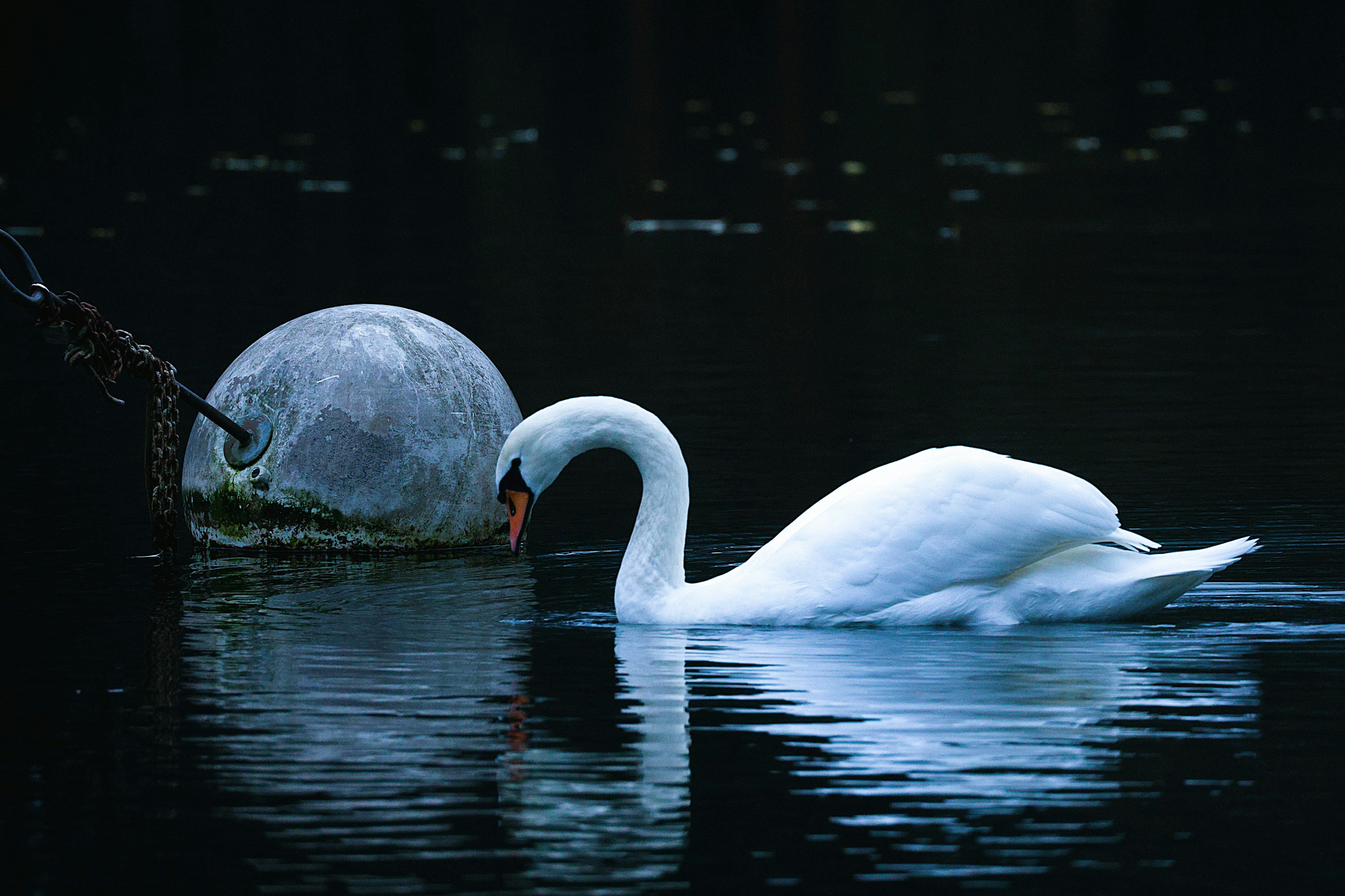 Silent Swirl: A Swan at the Water’s Edge