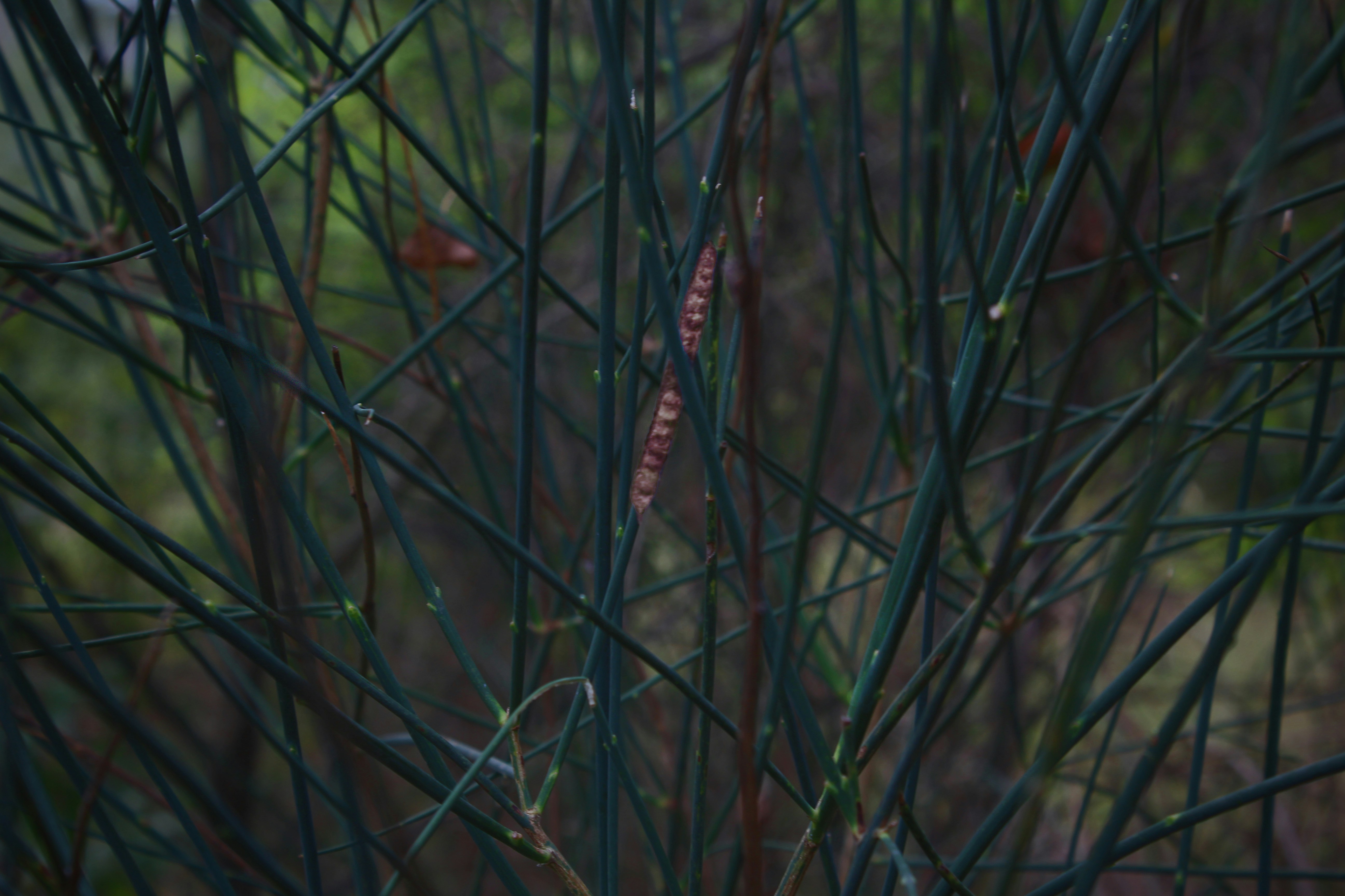 Underbrush Web: A Closelook into Tangled Reeds