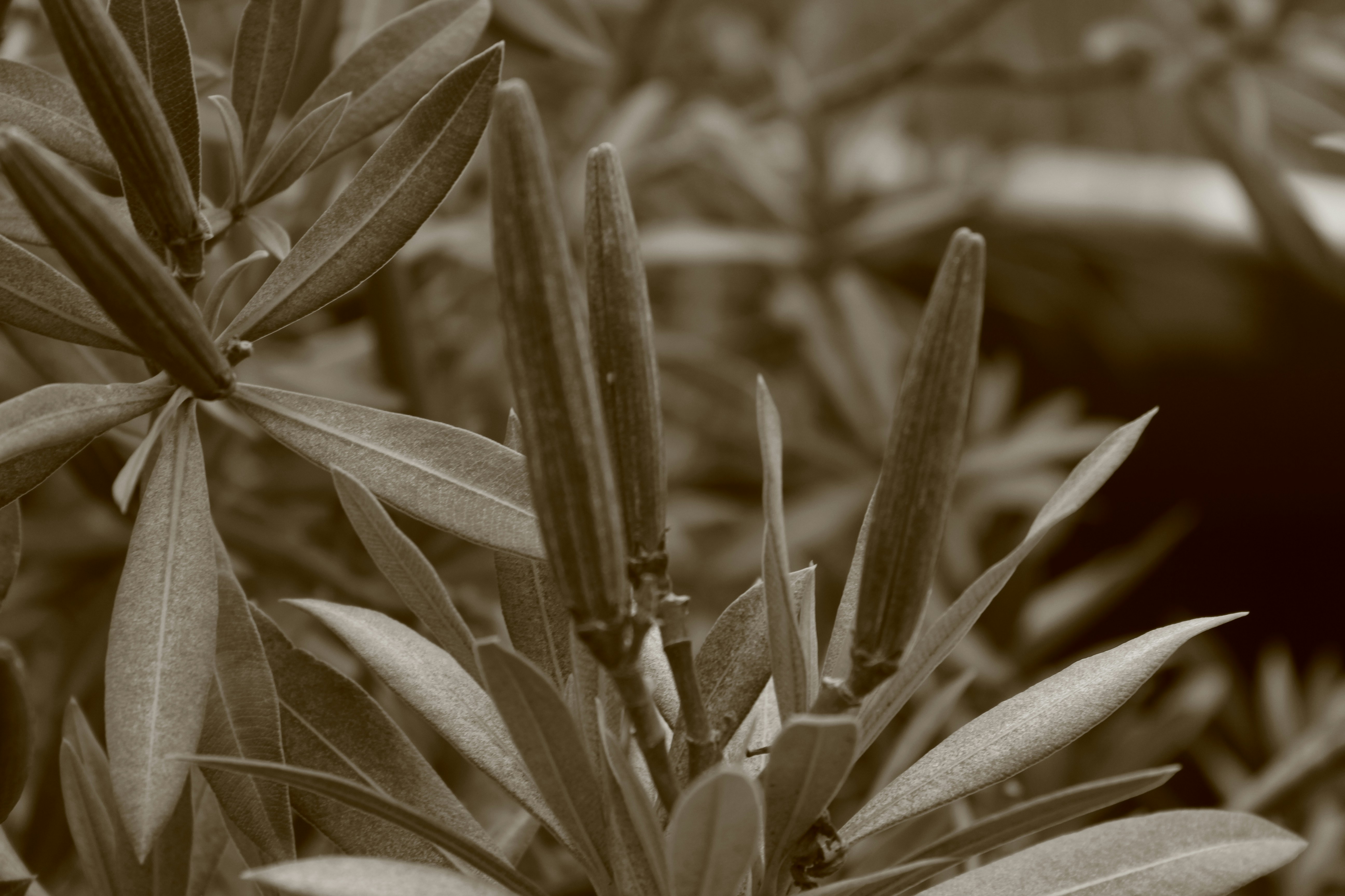 Marooned in Olive Quiet: Narrow Leaves Reach for Light