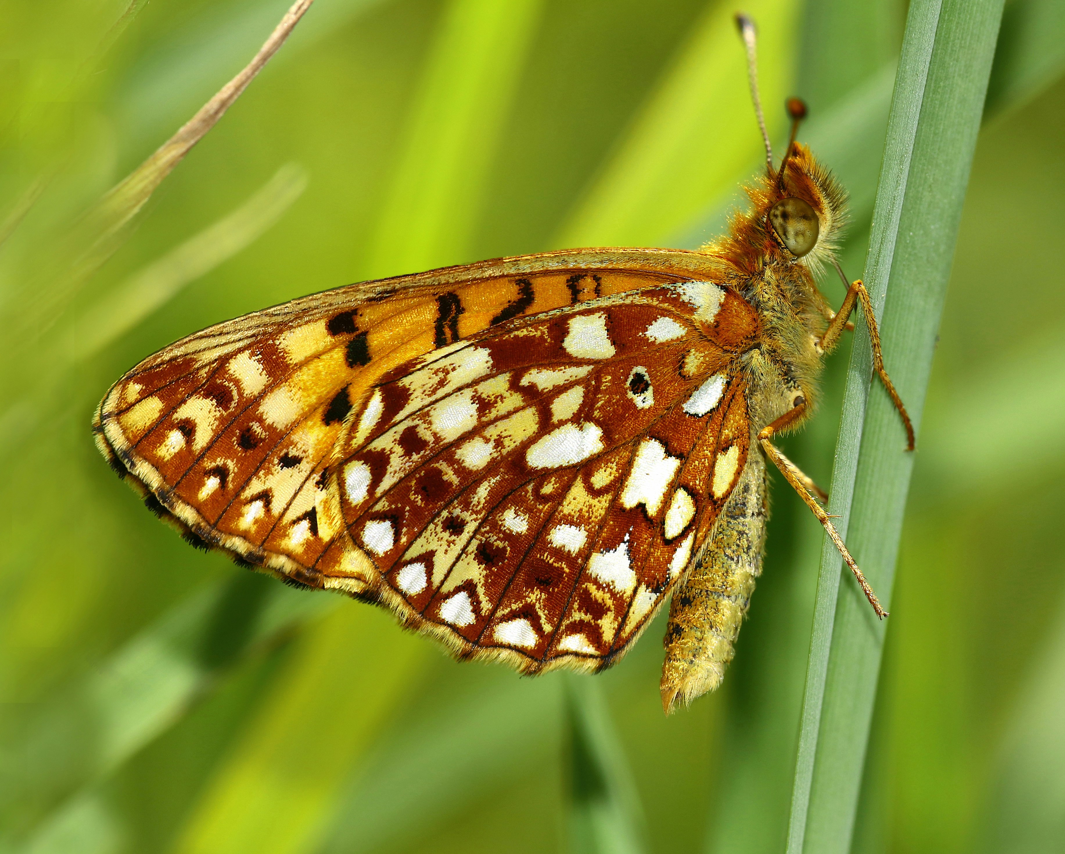 Silver-bordered Fritillary (Boloria selene) Driftless Area, Dane County, WI, USA taken: 8/2/2018, image no: 063aaap (2)