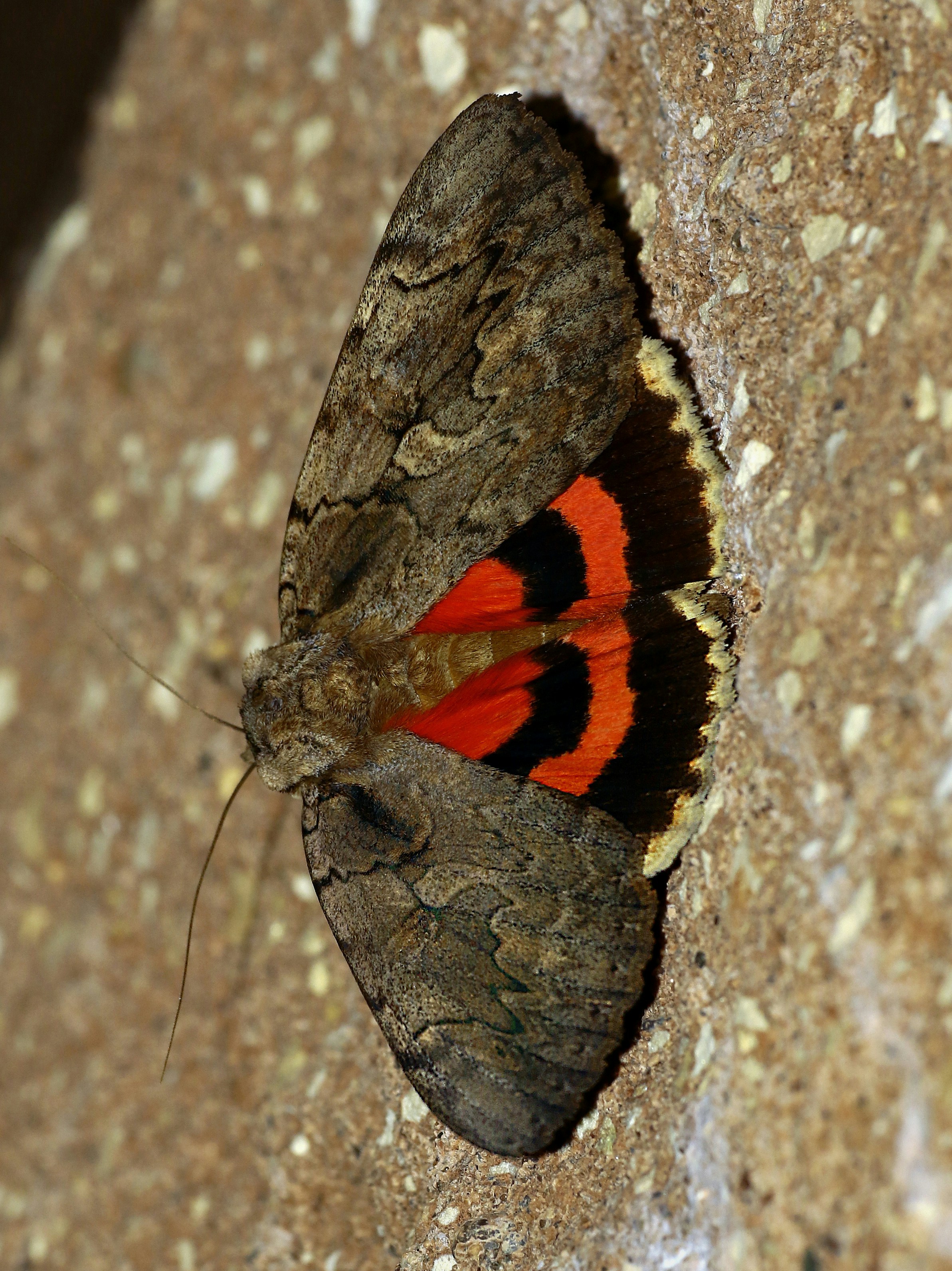 Crimson Bands on a Weathered Bark