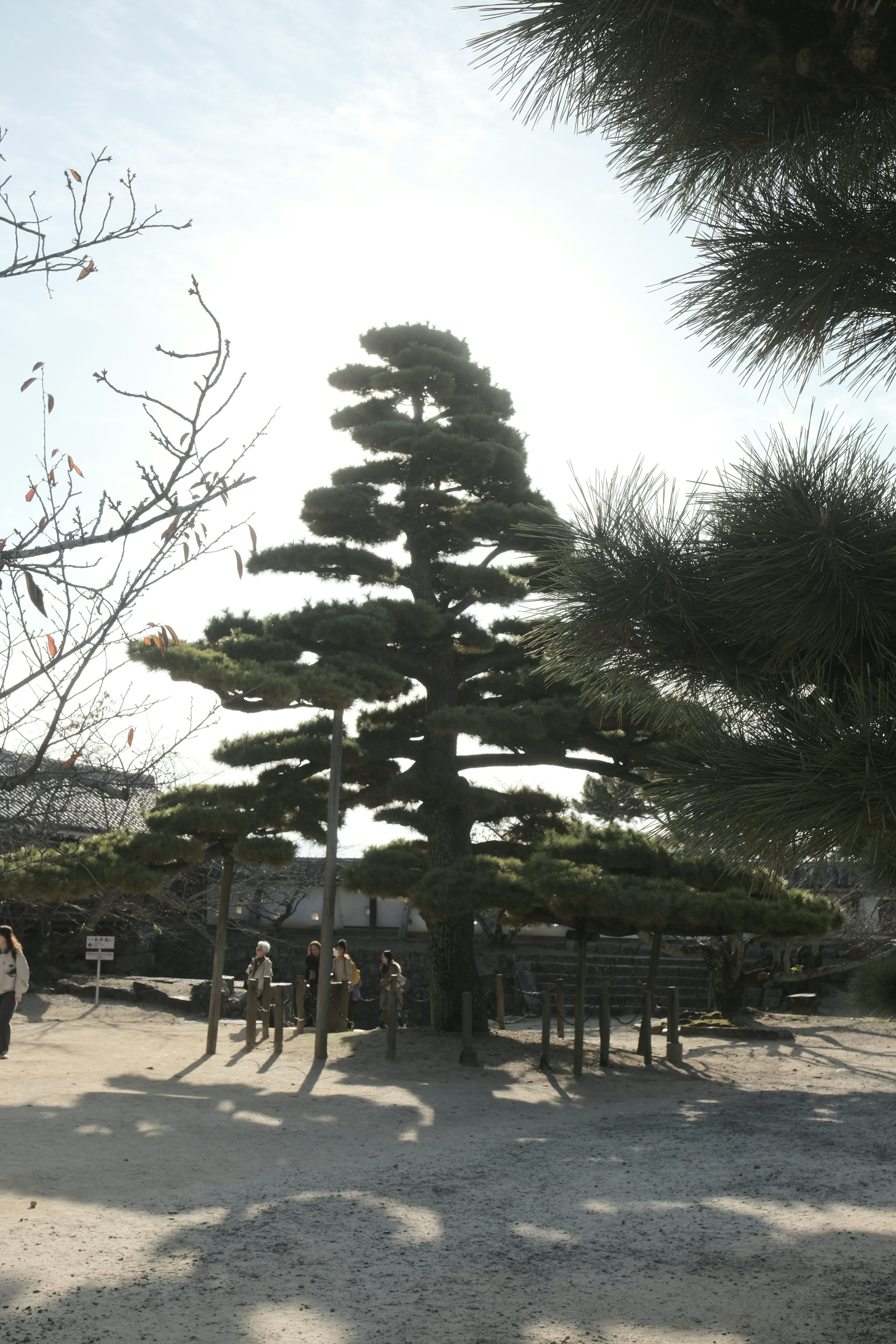 A large, manicured pine tree in a sunny outdoor setting. photo – Free ...