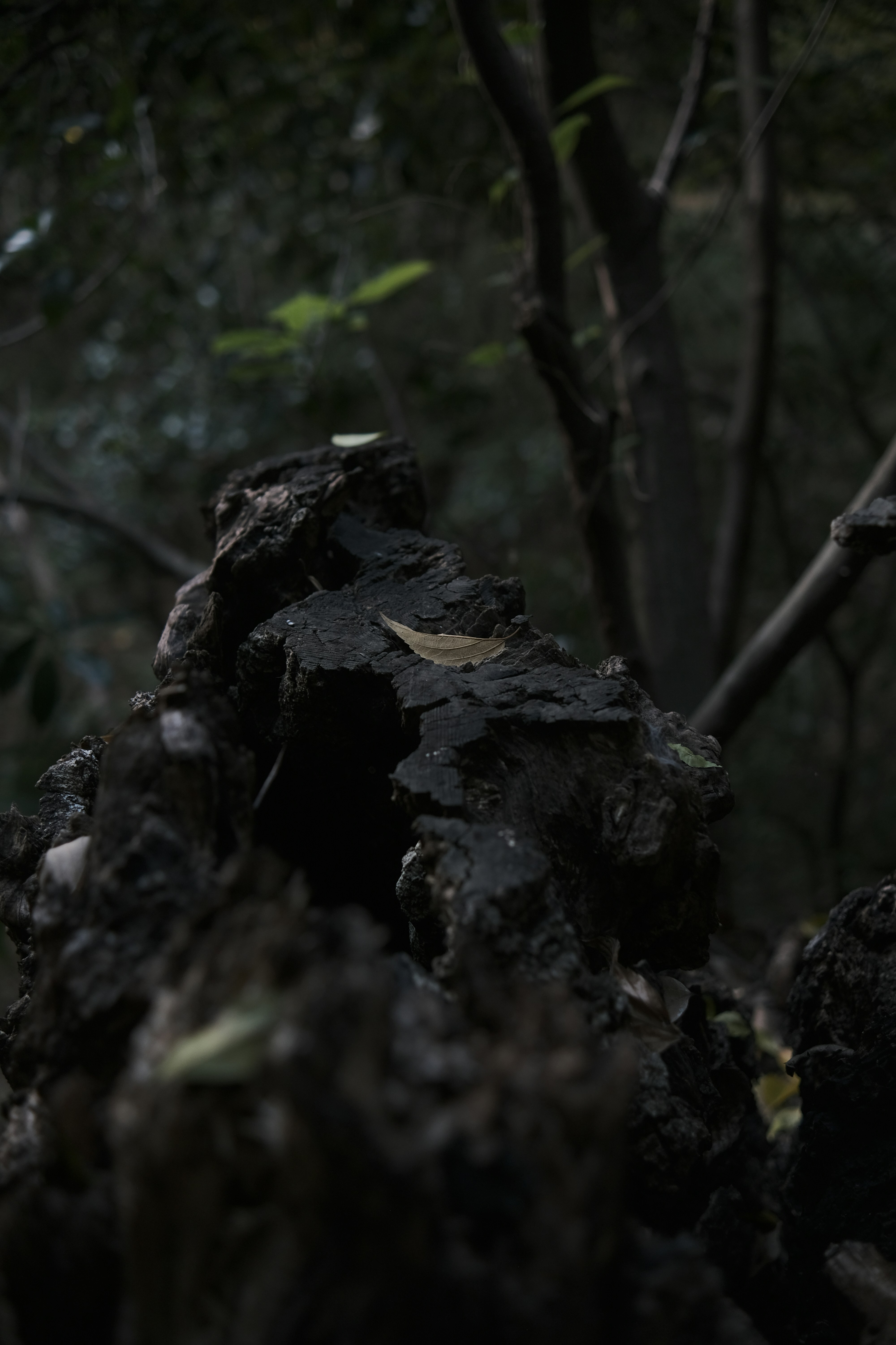 Moonlit Moss: A Gnarled Log Reaching Through the Forest Shade