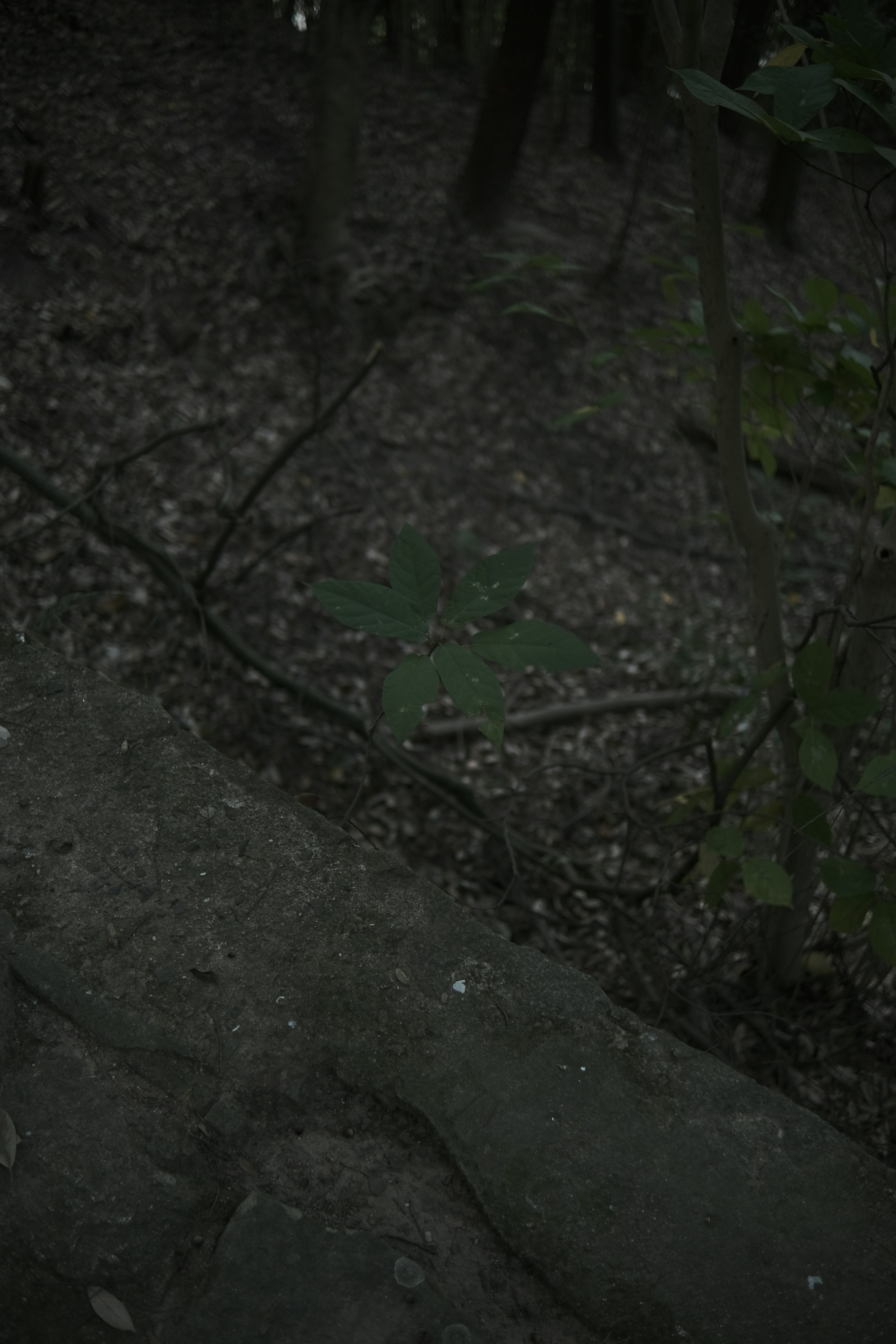 Photo by MAK with Fujifilm X-H1