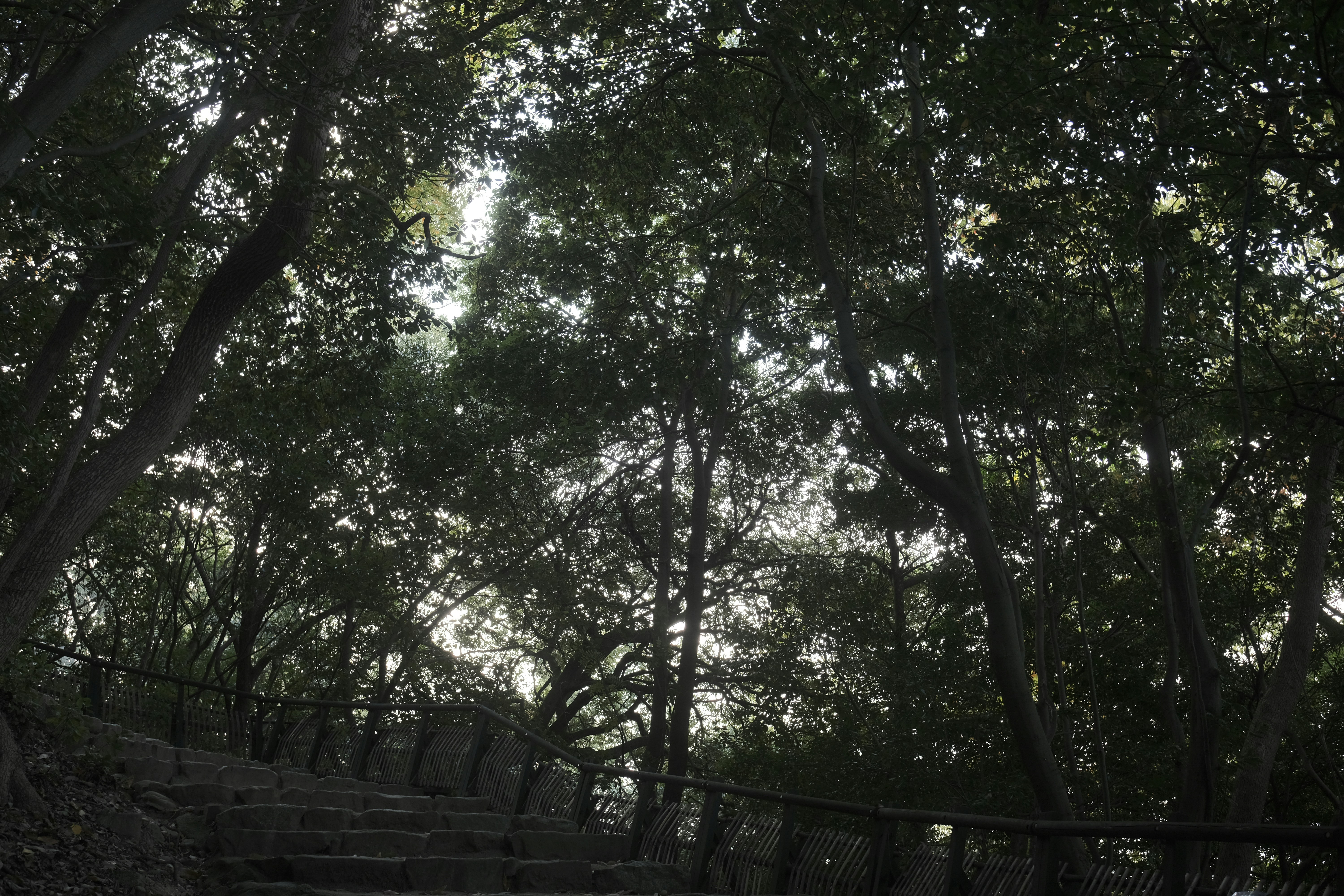 Dappled Canopy over Carved Steps