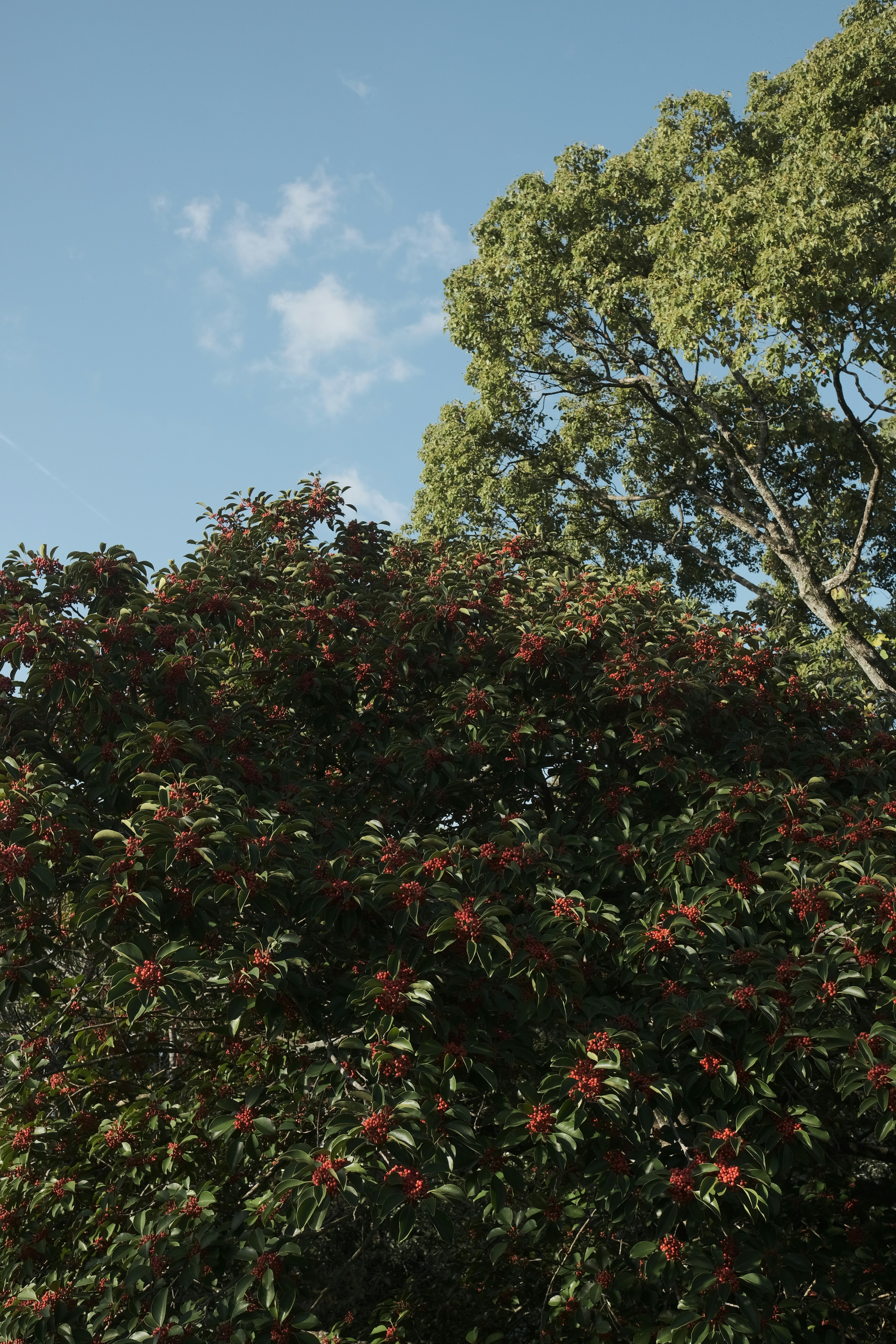 Sunlit Canopy: Red-berried Foliage against a Clear Sky