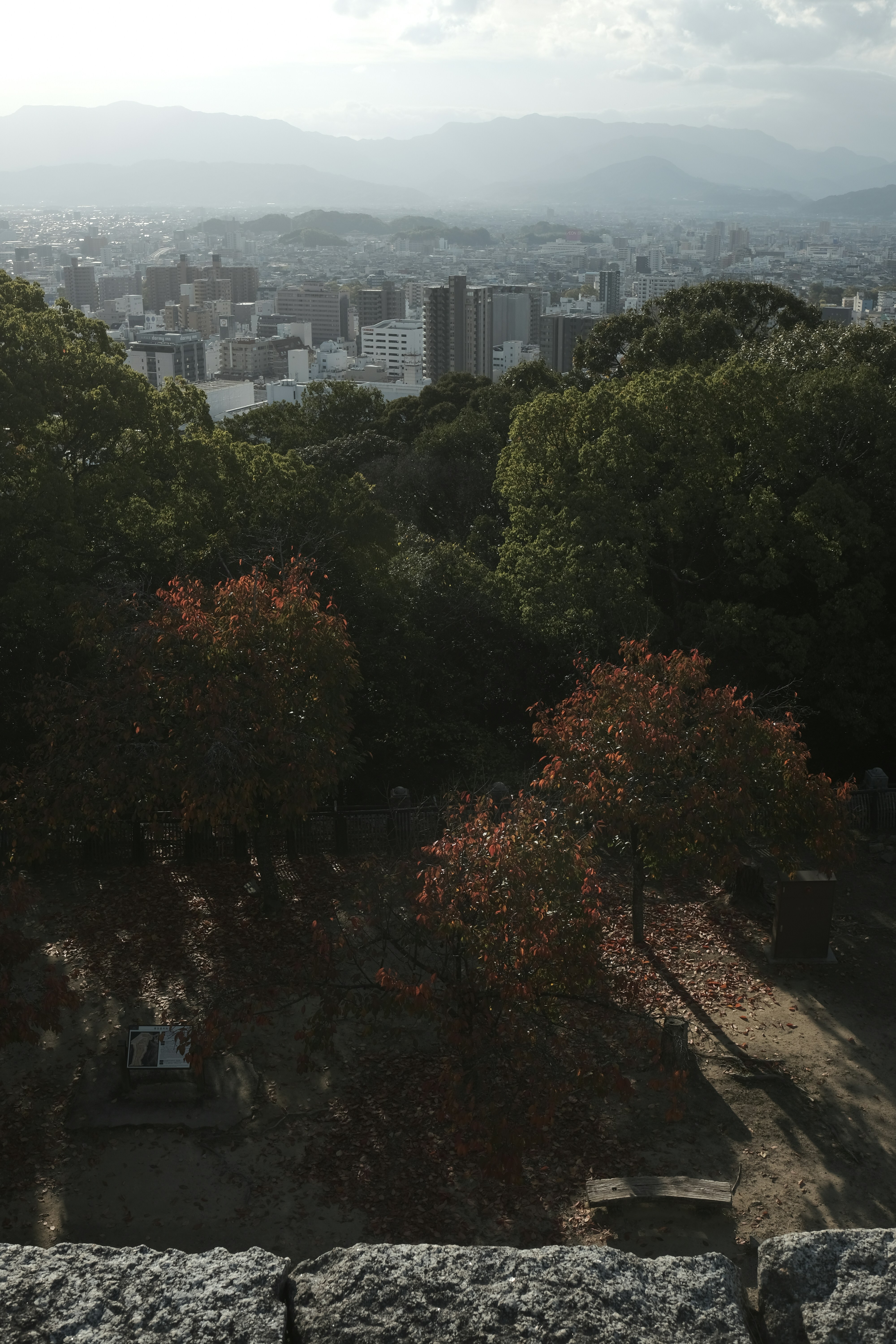 Cityscape Emerges Beneath Autumn Canopy