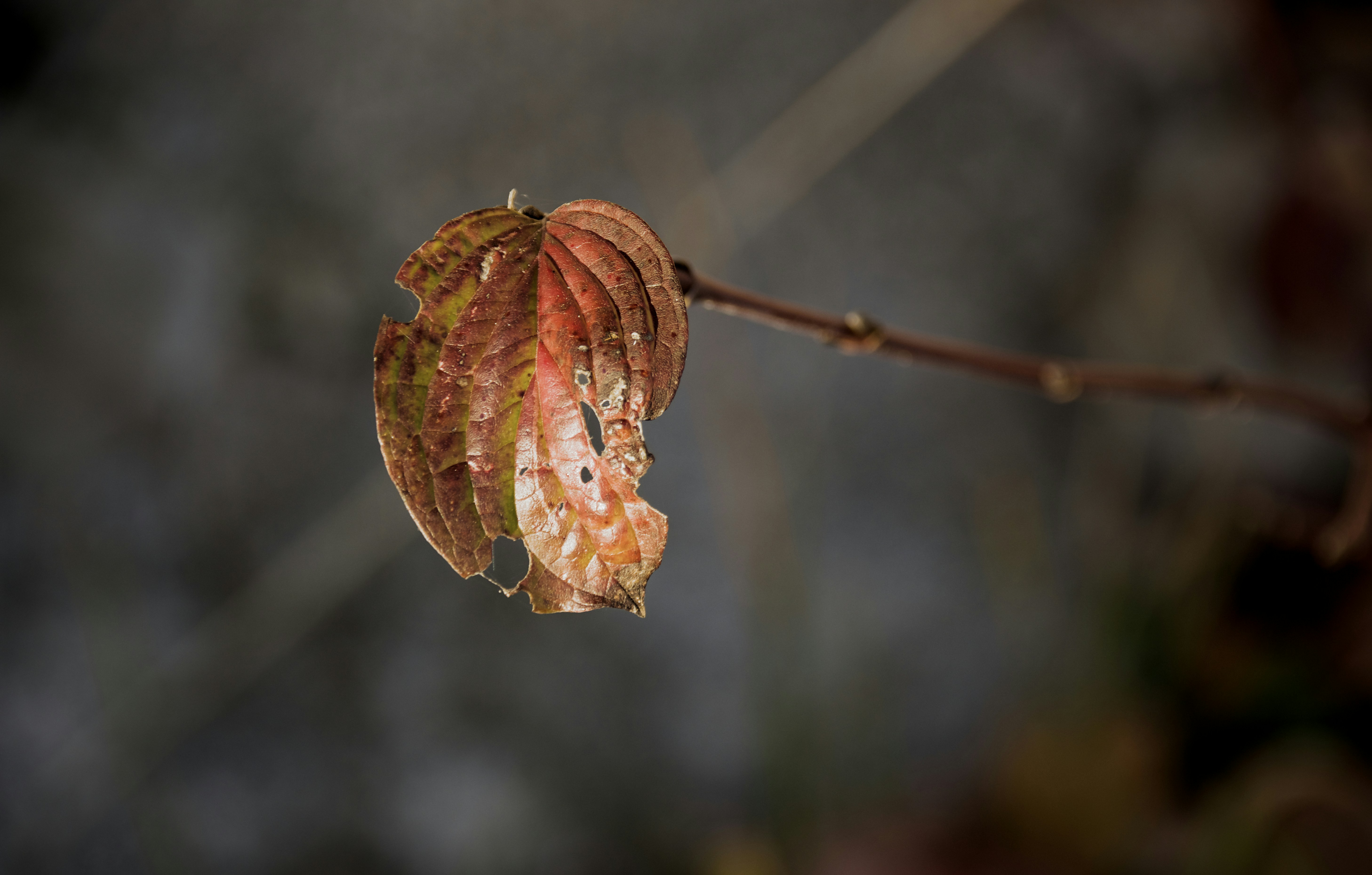 Lonely Autumn Leaf Cling: A Fragile Moment on a Distant Twig