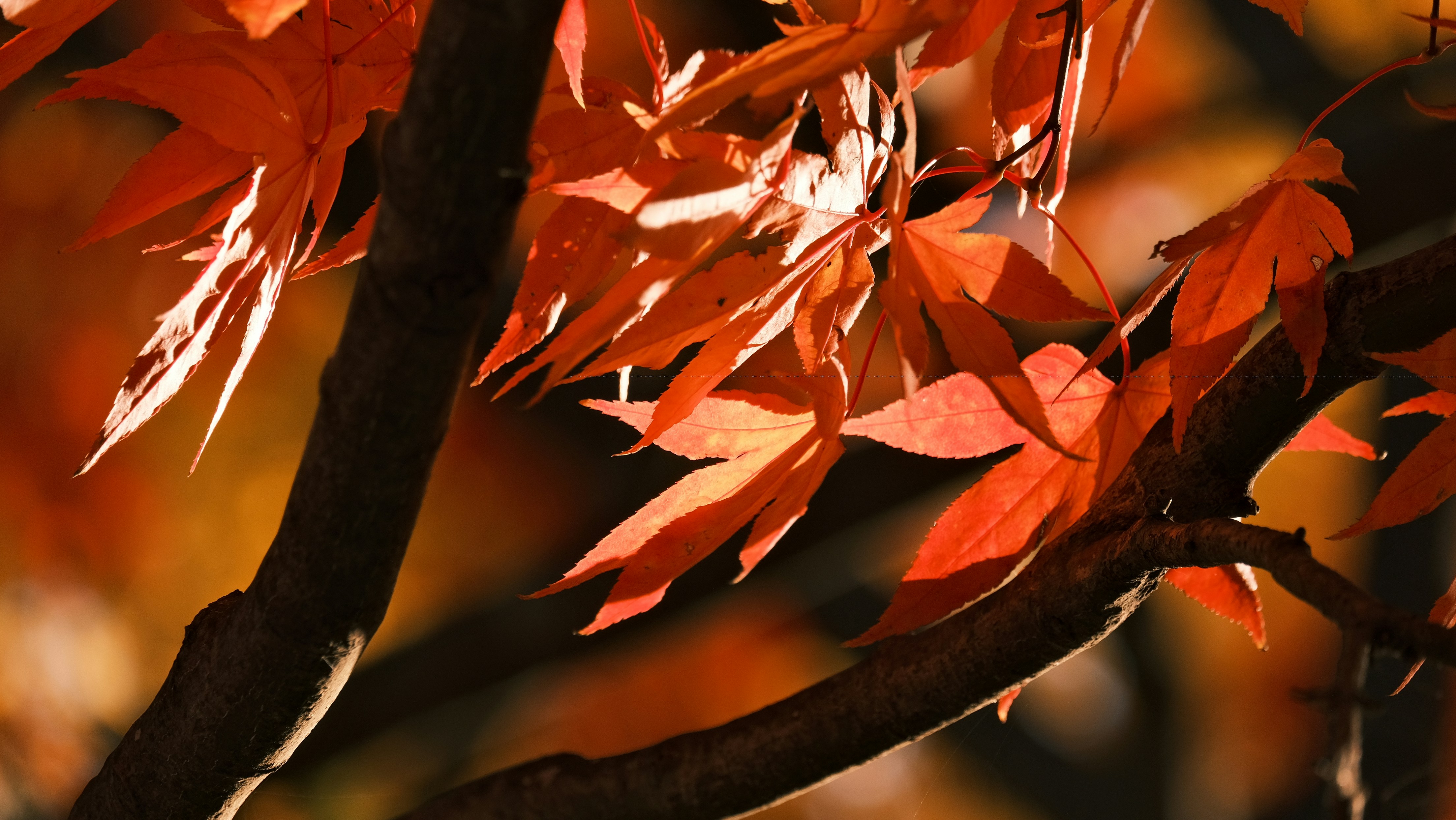 Photo by Sami Chau with Fujifilm X-T30 II