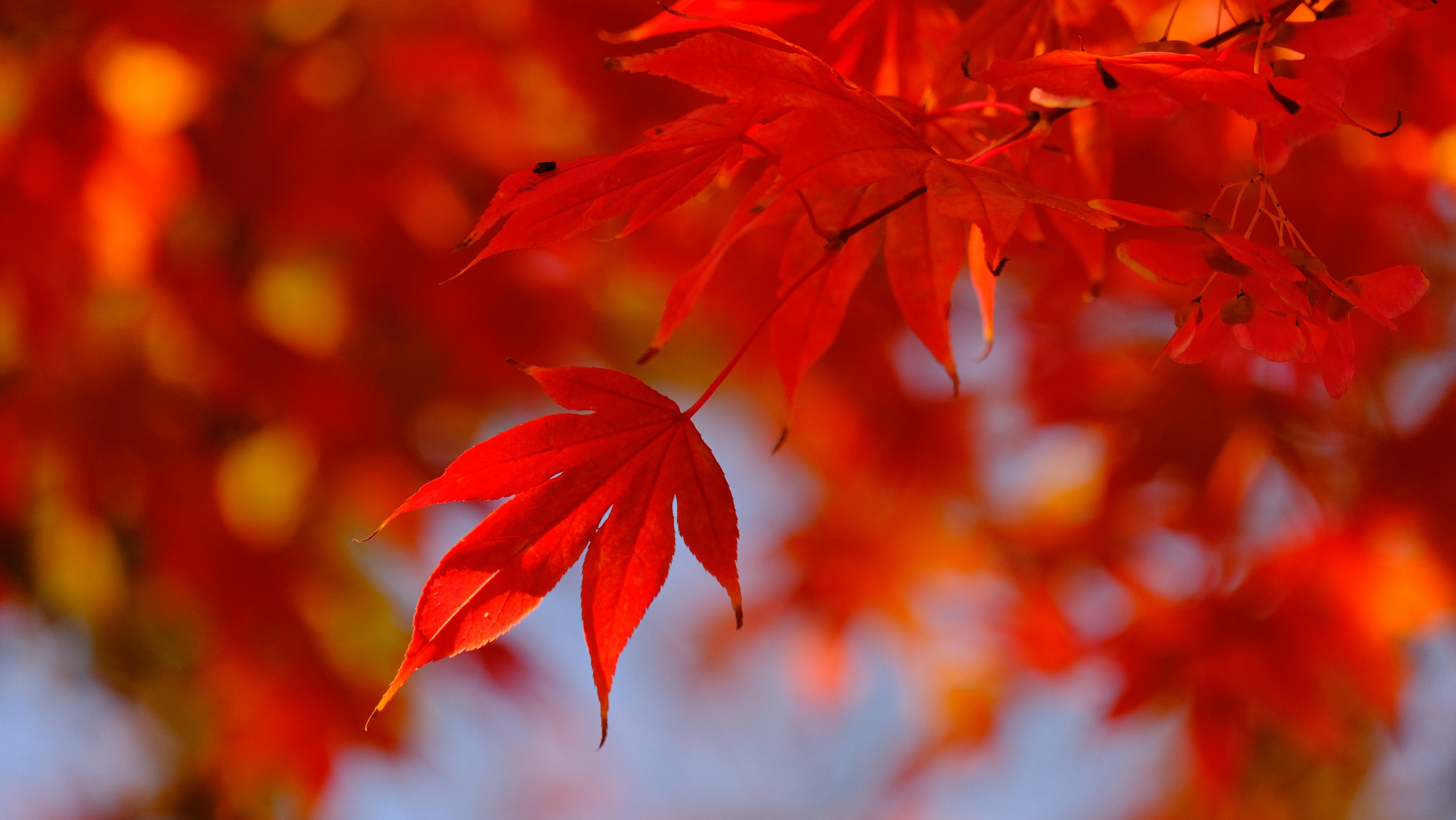 Crimson Maple Mosaic