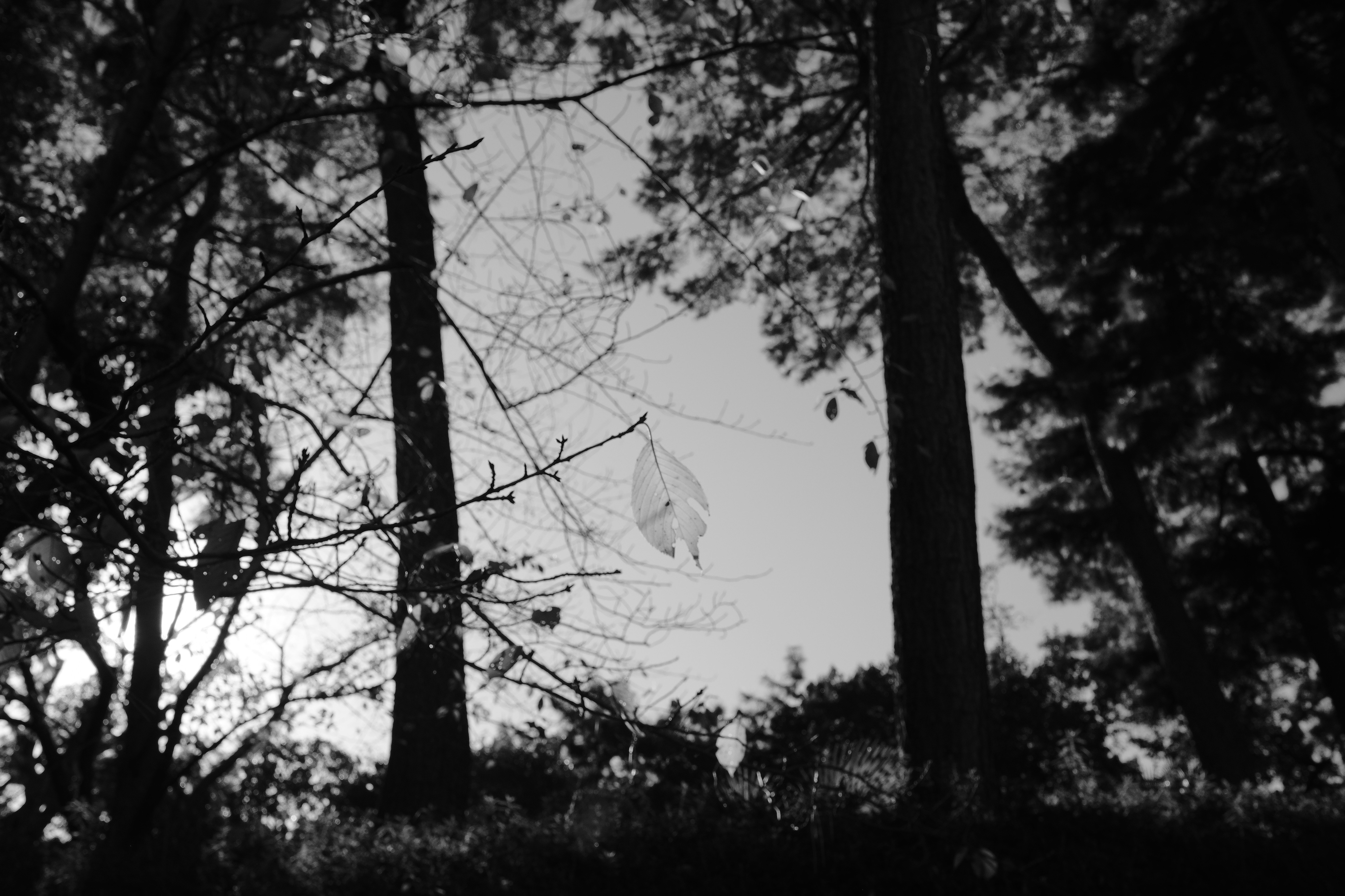 Photo by MAK with Fujifilm X-H1