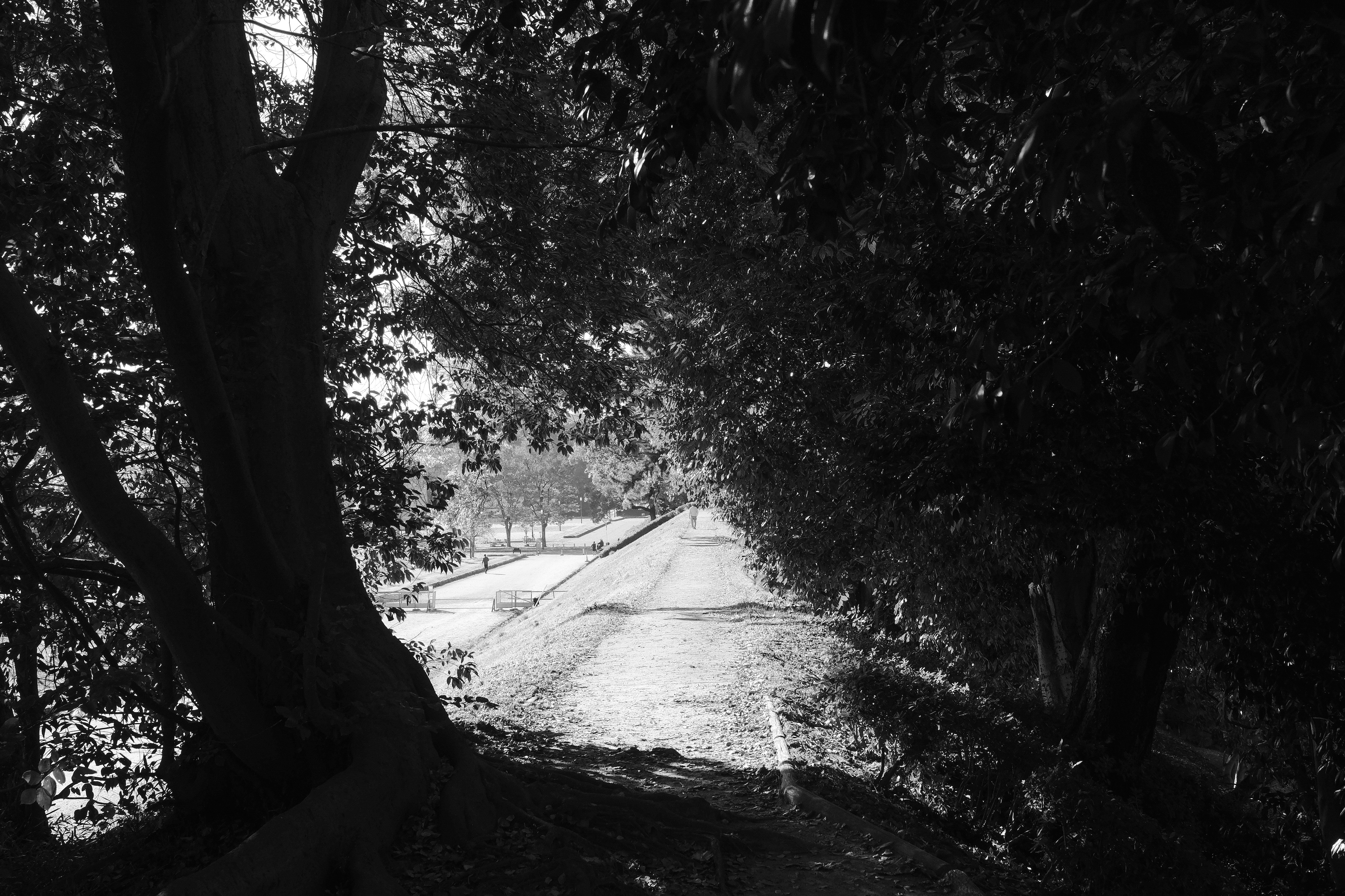 A tree-lined path leading into a sunlit distance. photo – Free Trees ...