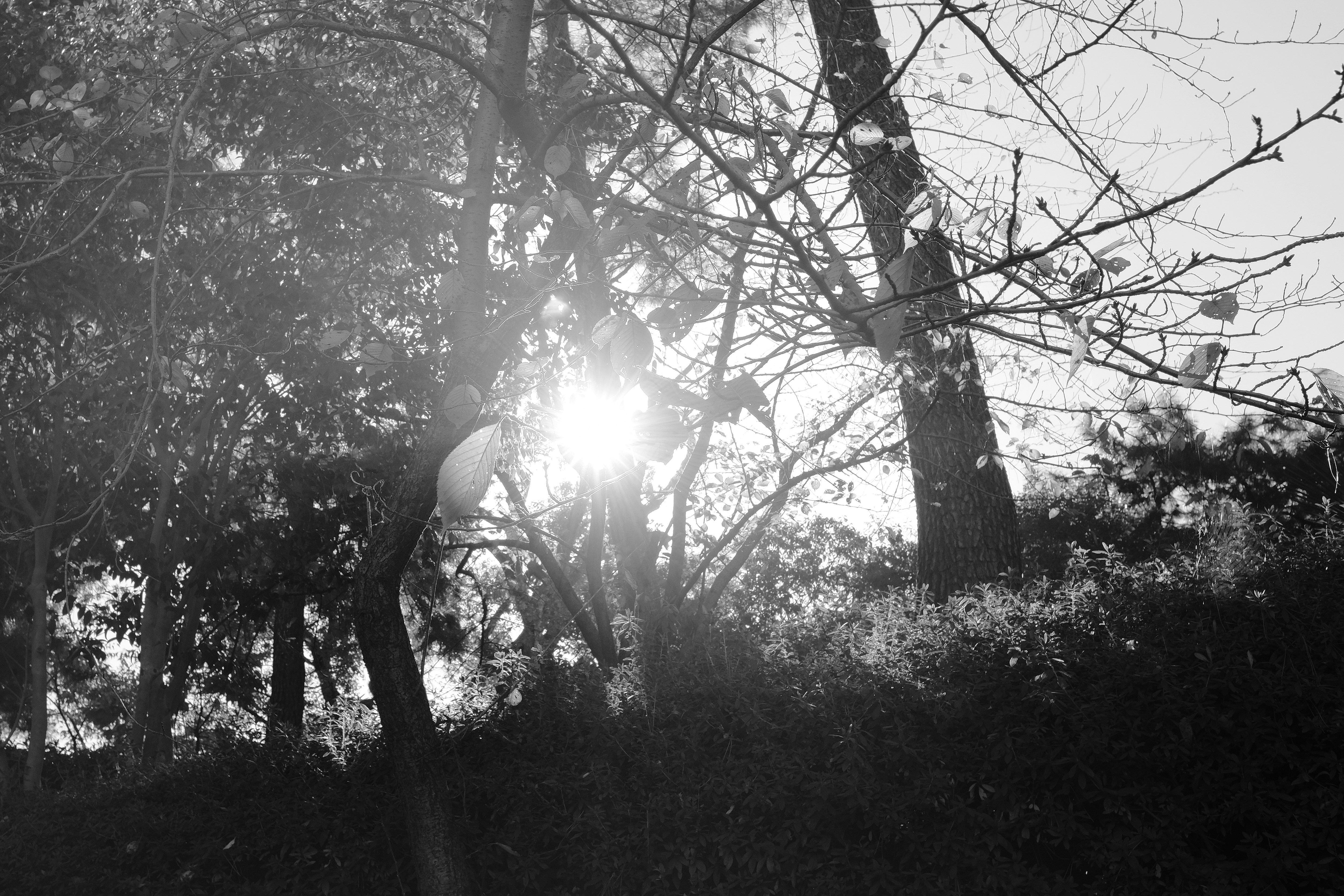 Photo by MAK with Fujifilm X-H1