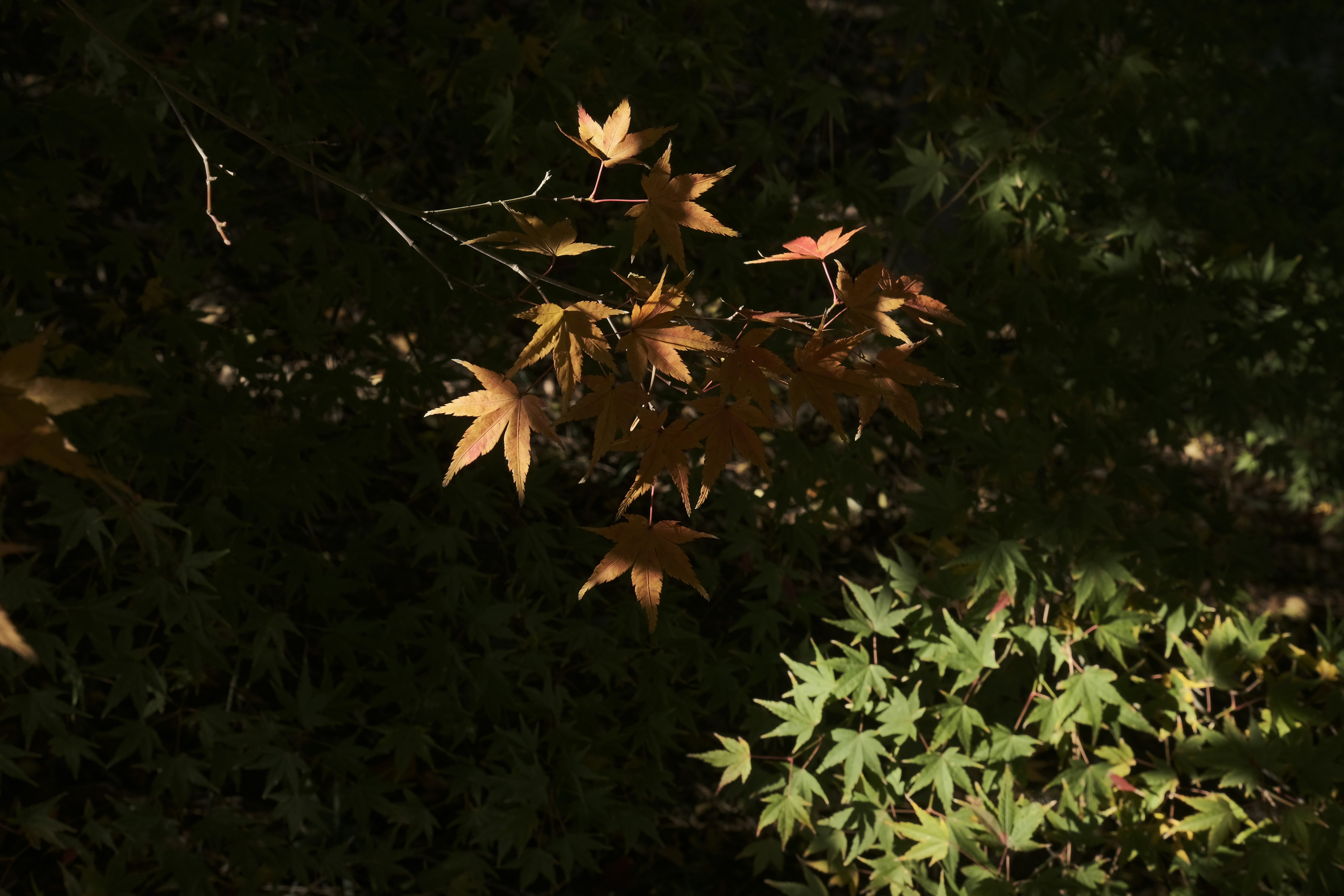 Photo by MAK with Fujifilm X-H1