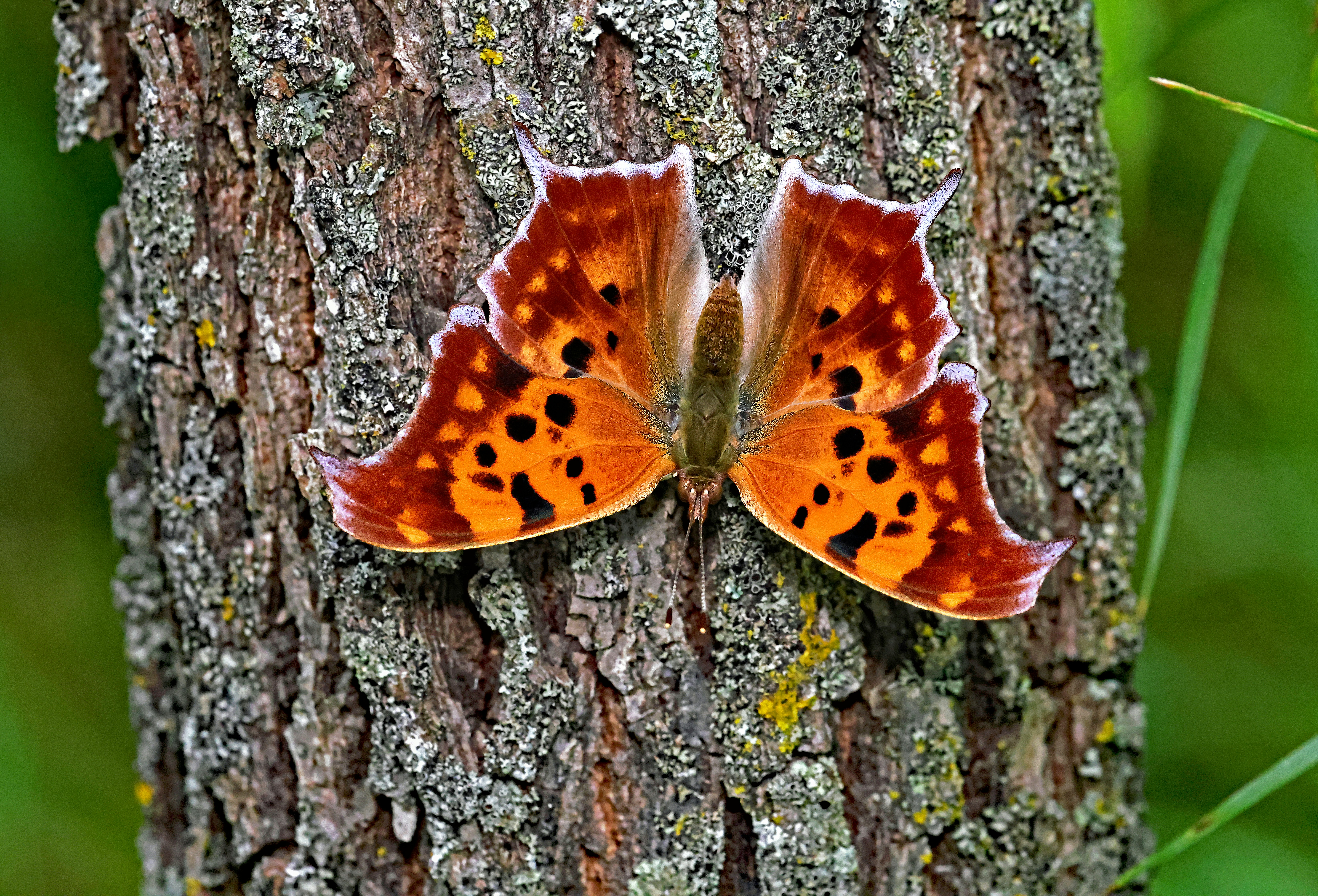 Question Mark (Polygonia interrogationis) female, fall color form Driftless Area, Dane County, WI, USA taken: 8/27/2024, image no: 2A7A3058aaa2025Nov