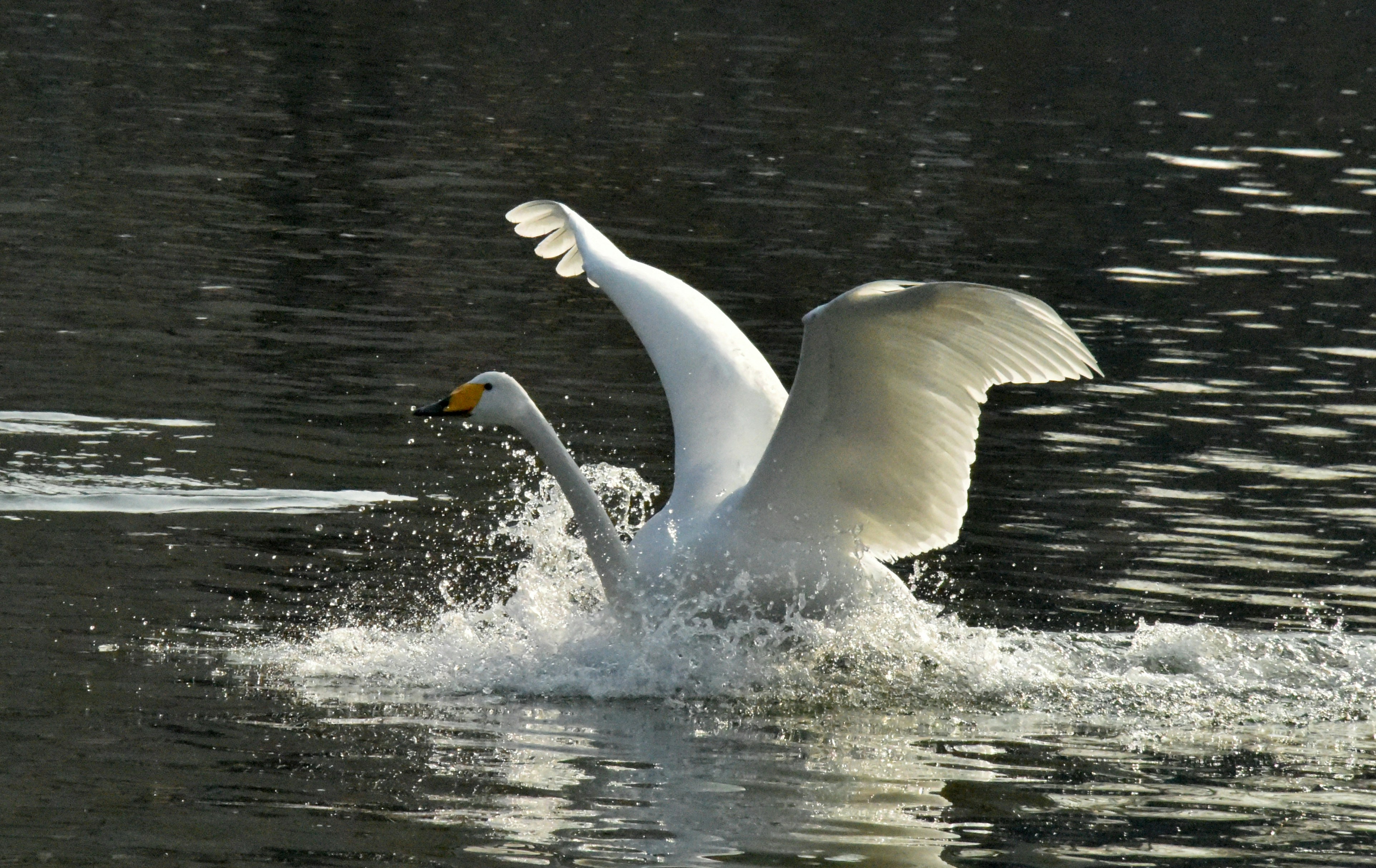 Thank you for your love.