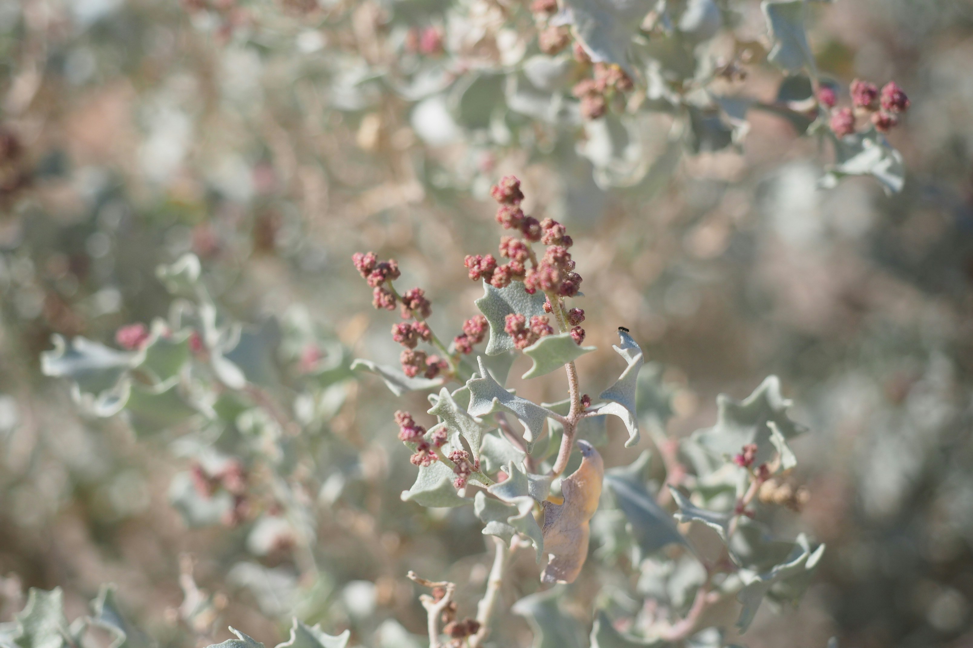 Muted Botanicals: Soft-focus Berry Branches in Dappled Light