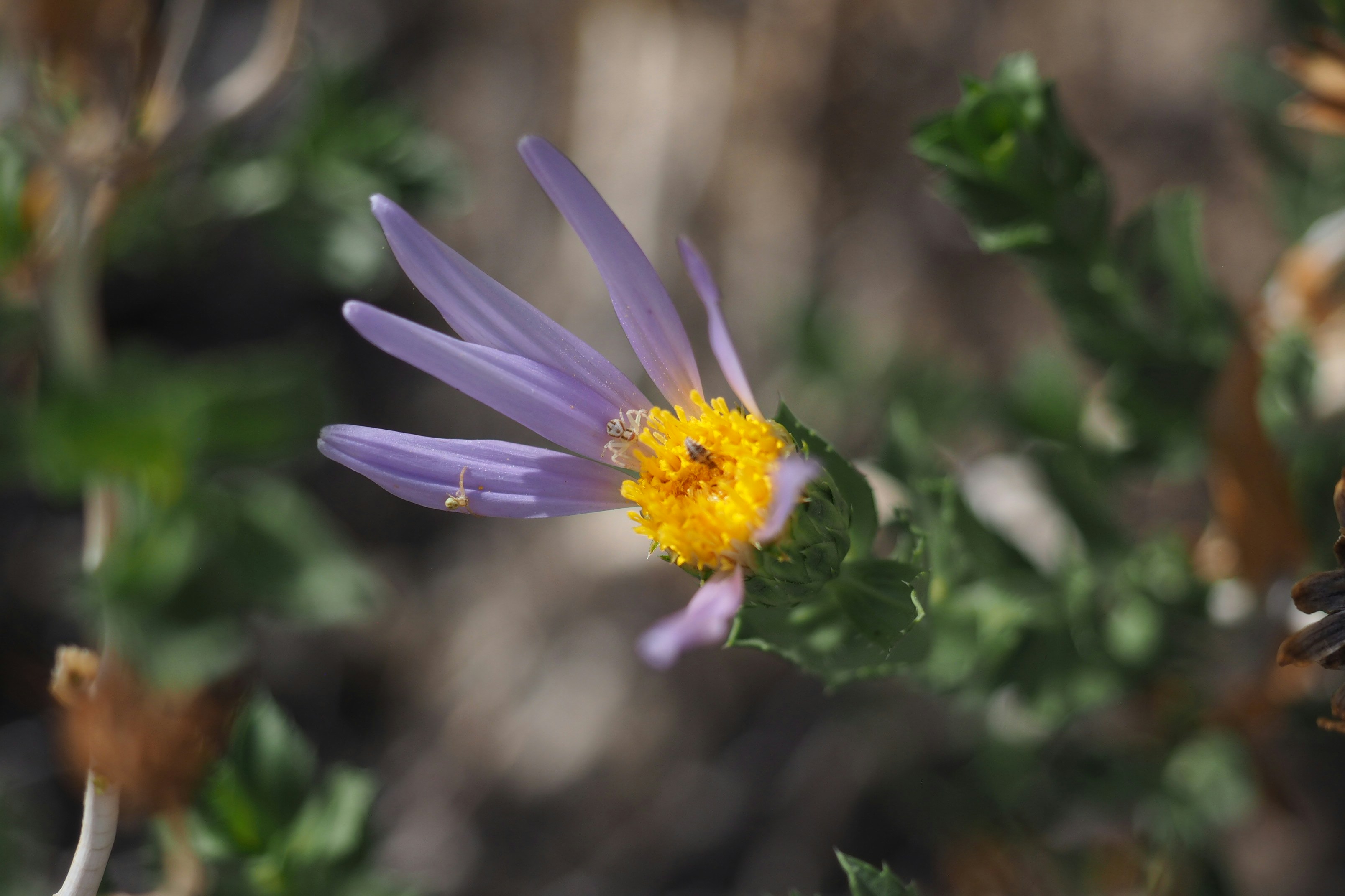 Photo by Shino Nakamura with Olympus OM-D E-M10