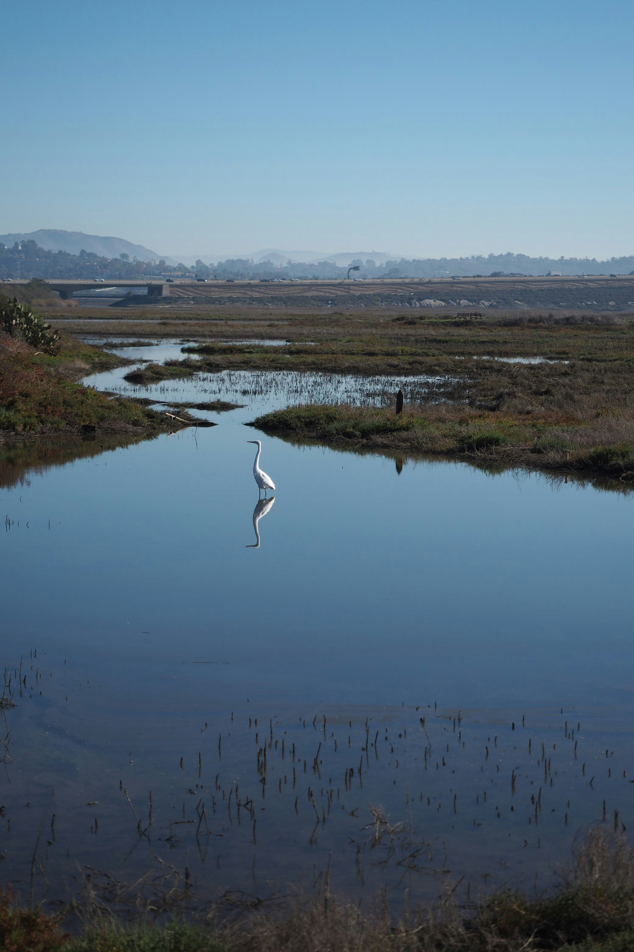 Silent Heron in a Mottled Marsh