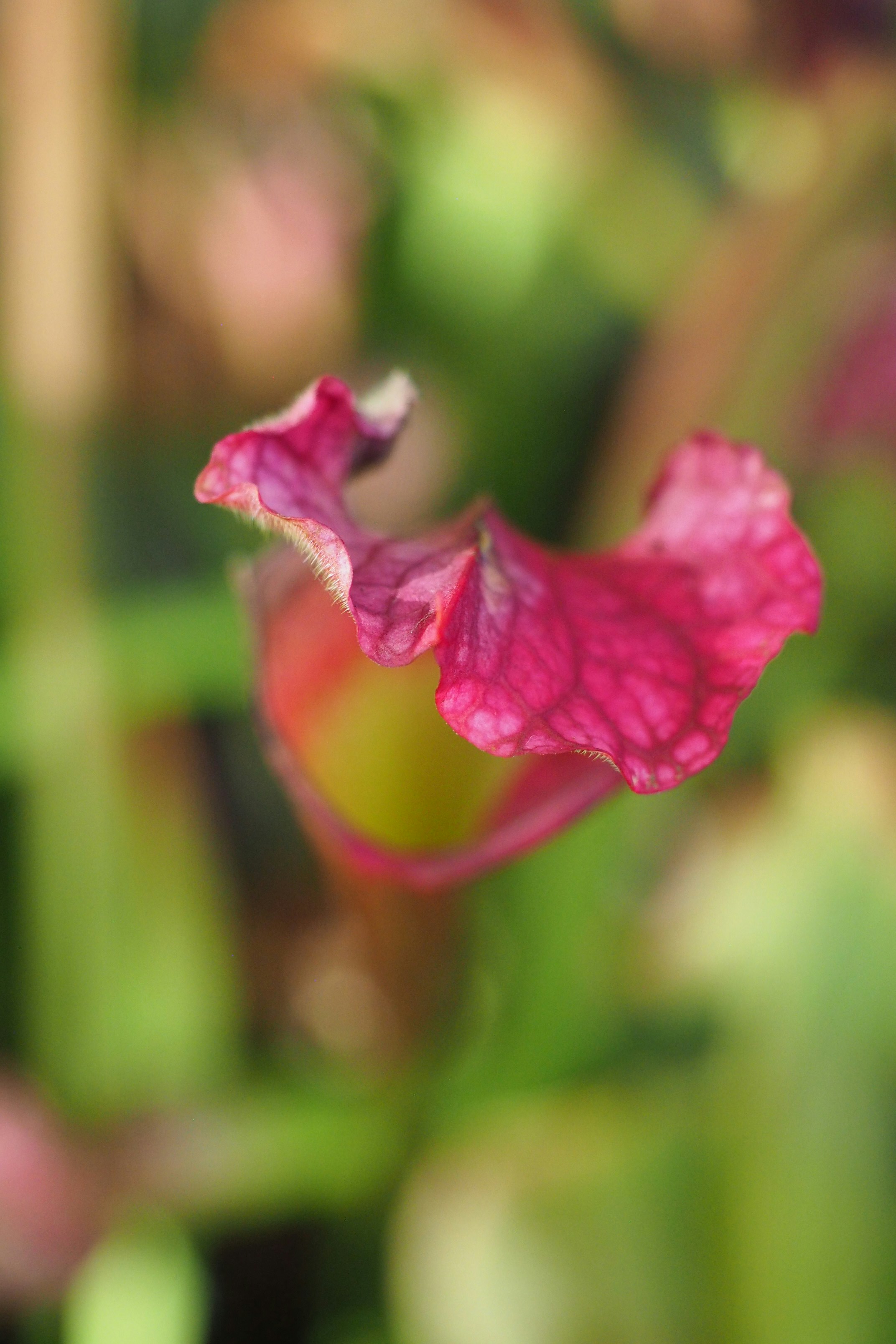 Crimson Petal in Soft Focus: A Delicate Close-Up