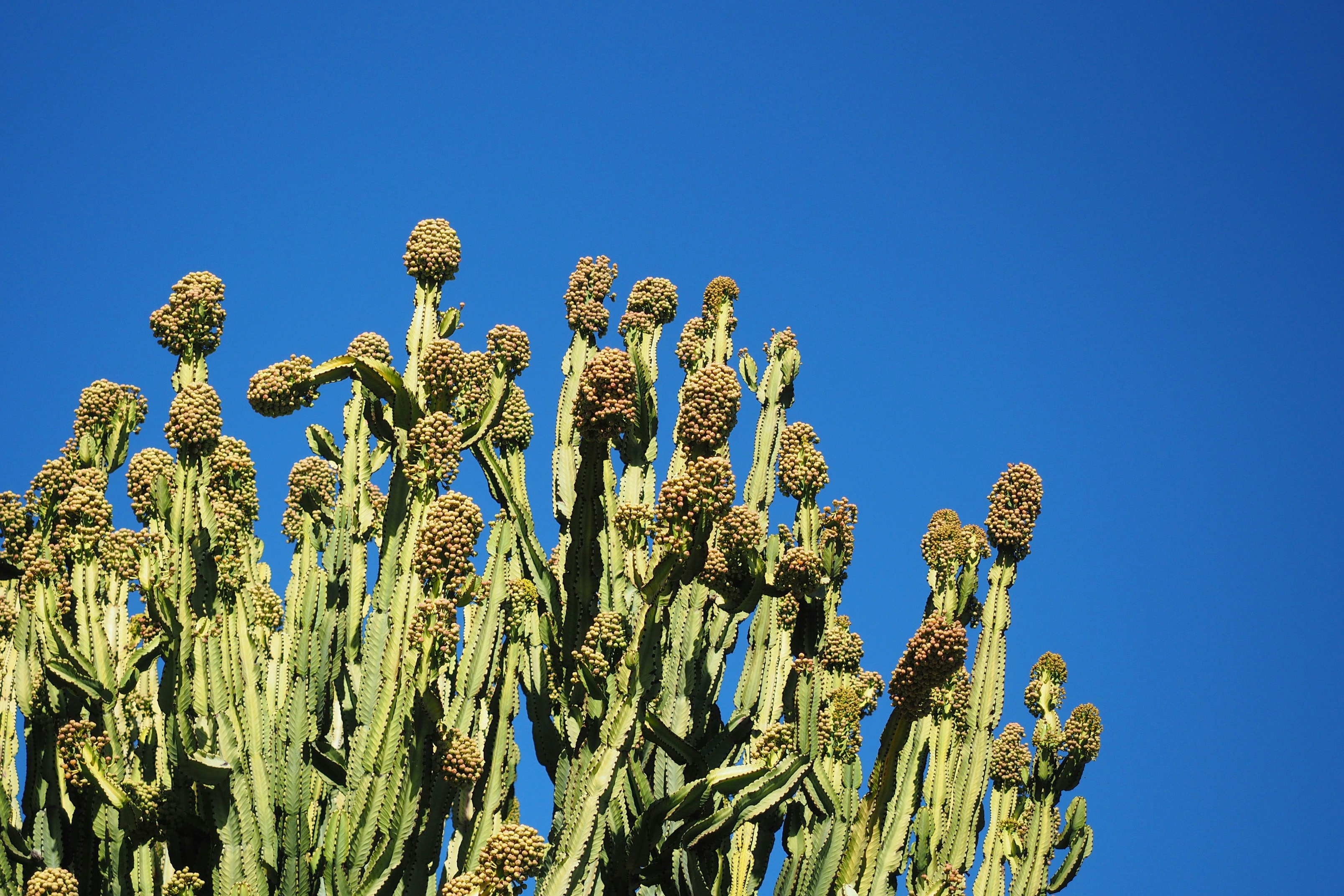 Desert Bloom: Cactus Heads Against a Clear Blue Sky