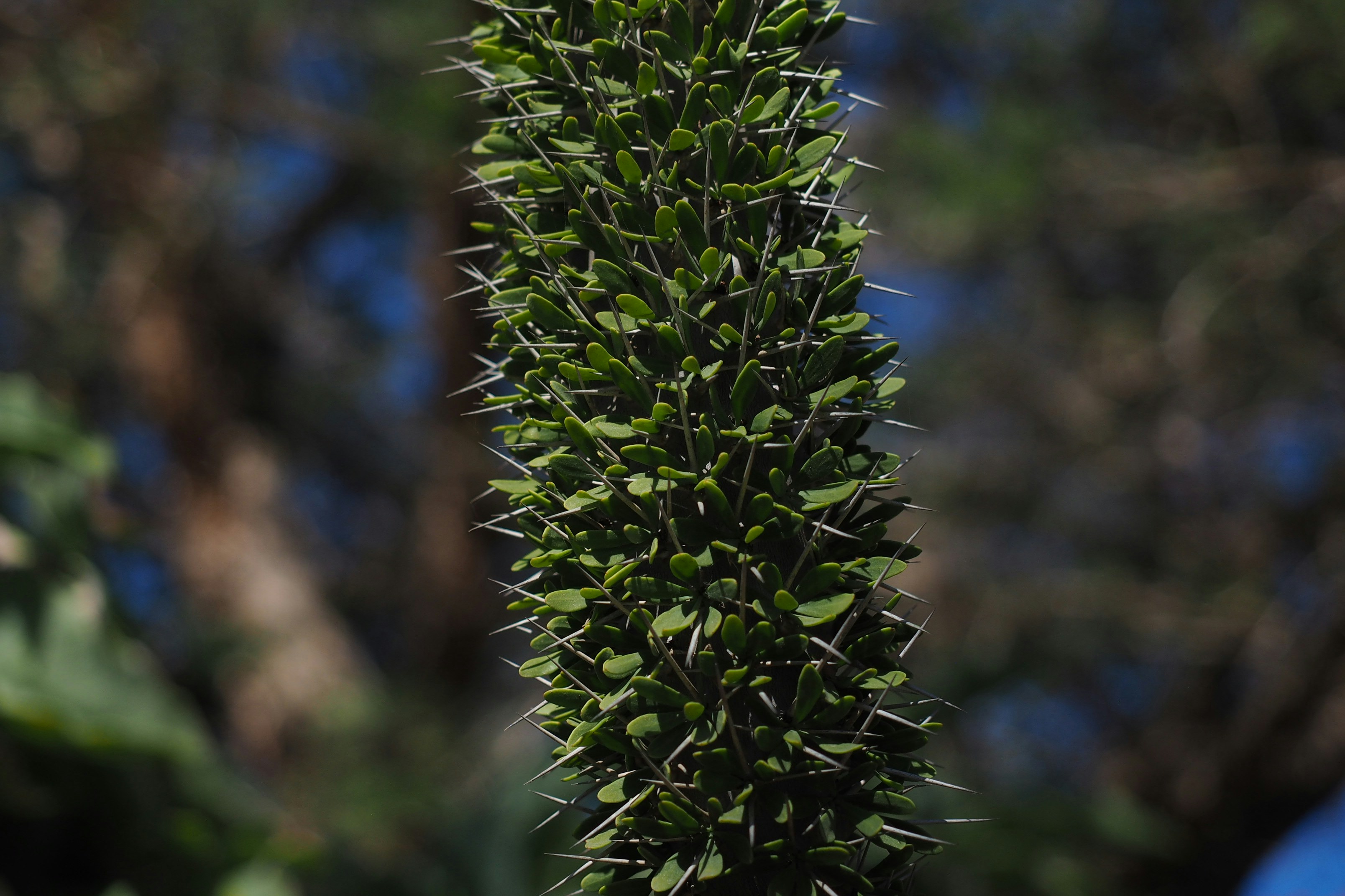 Emerald Spike Reaching Toward the Sun