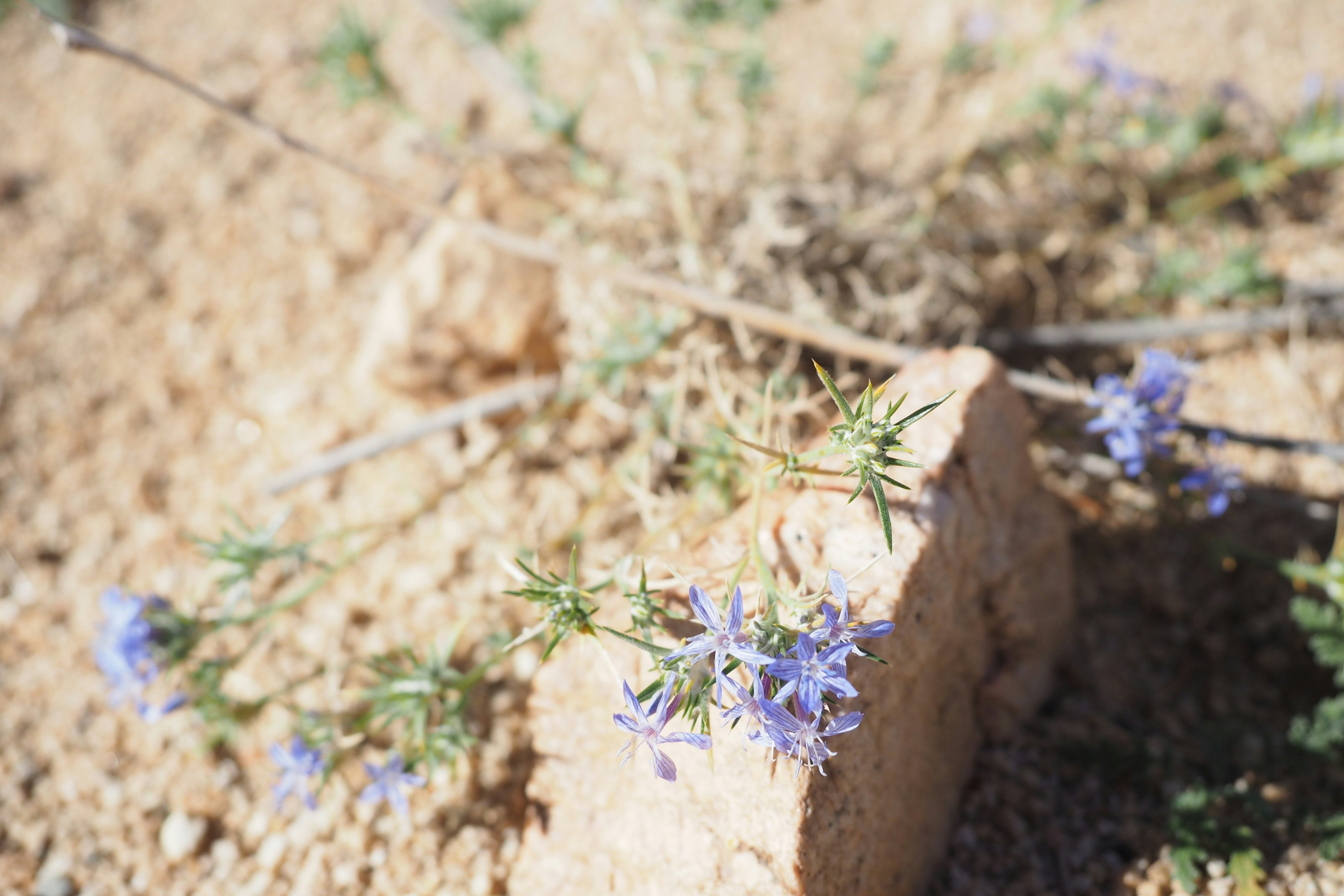 Blue Scatter: A Desert Bloom tentering the Rocks