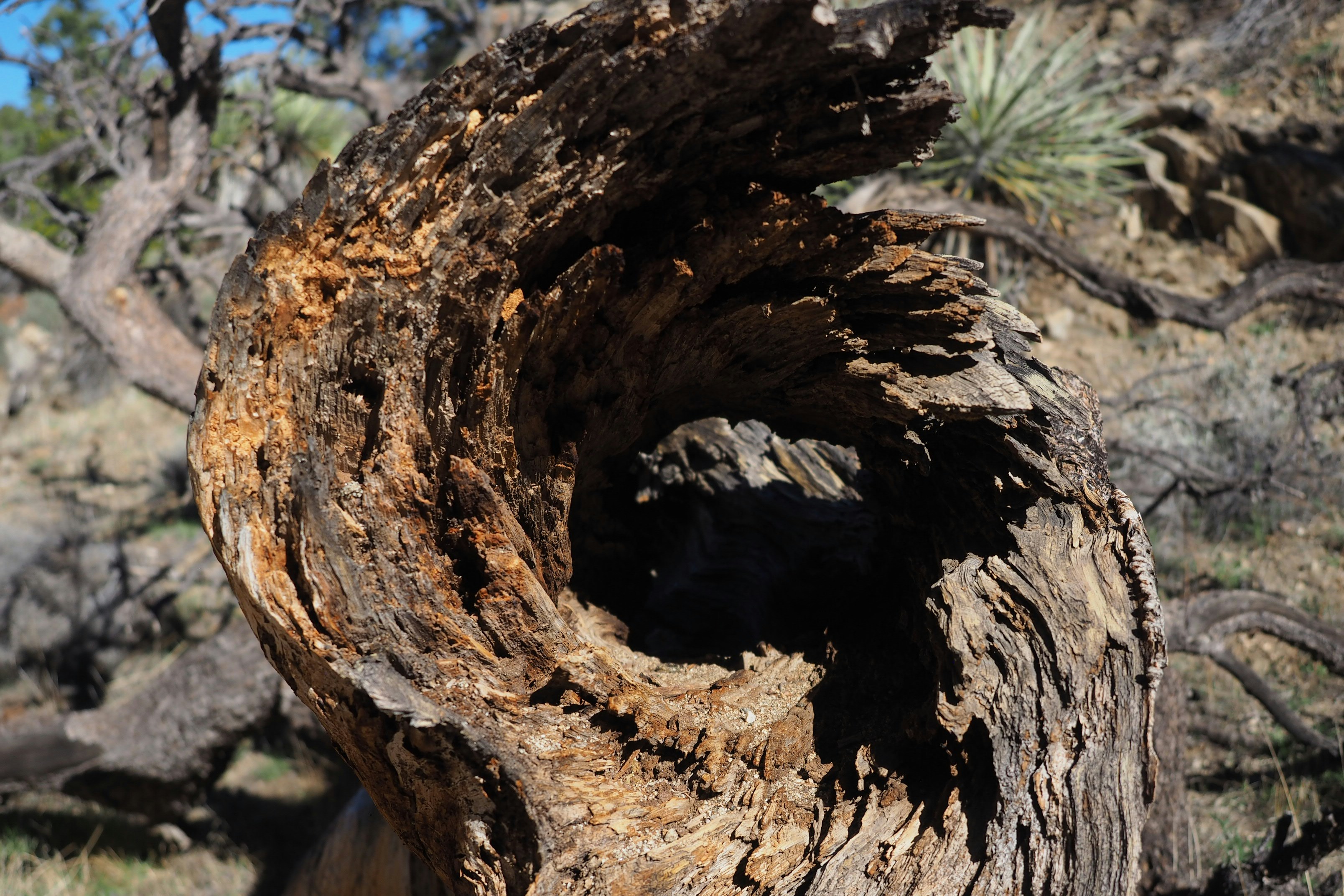 Center of the Spiral: Weathered Hollow Log in Desert Glen
