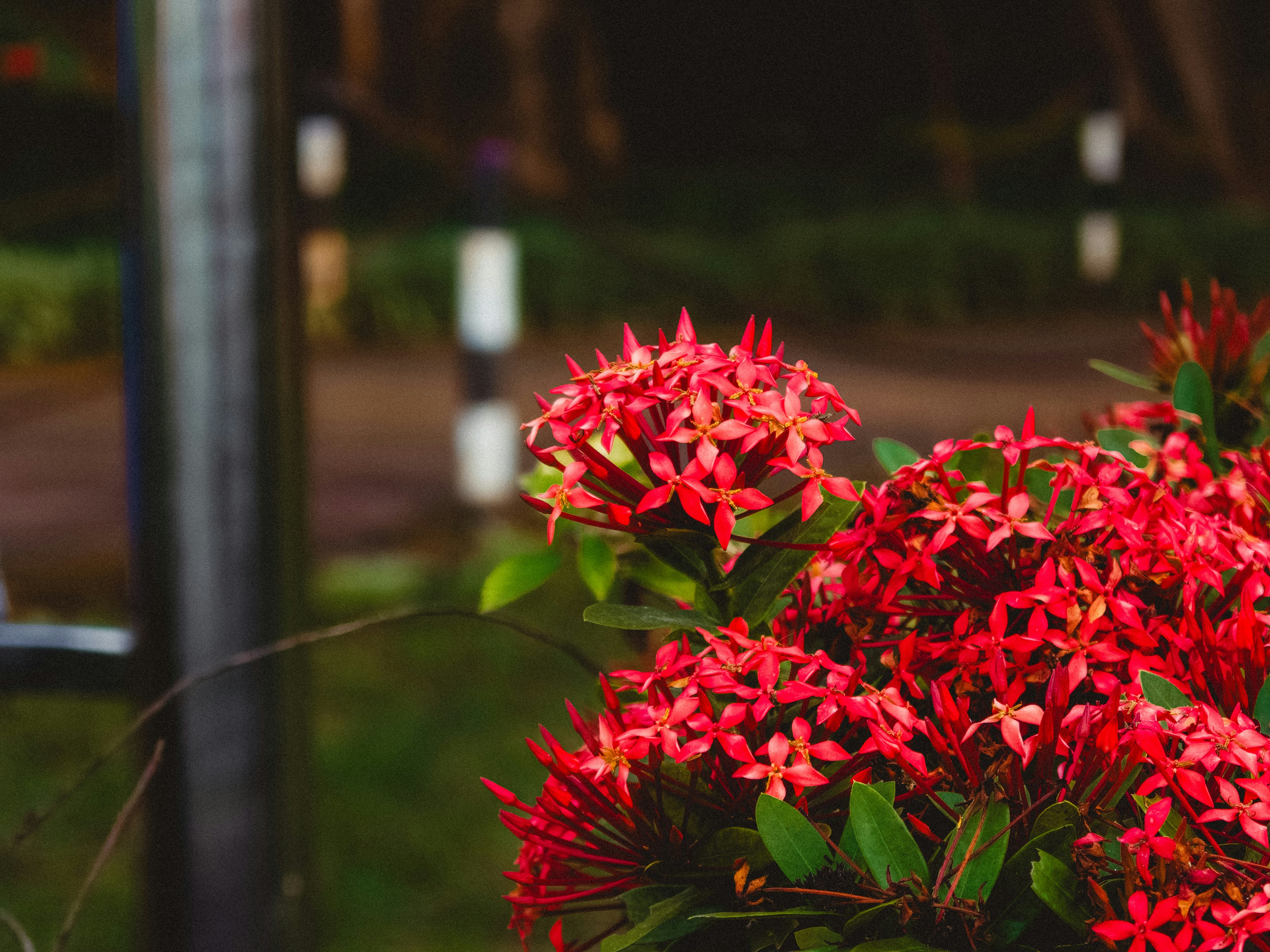 Nature's fireworks. A brilliant display of star-shaped red blossoms standing out against deep green foliage.