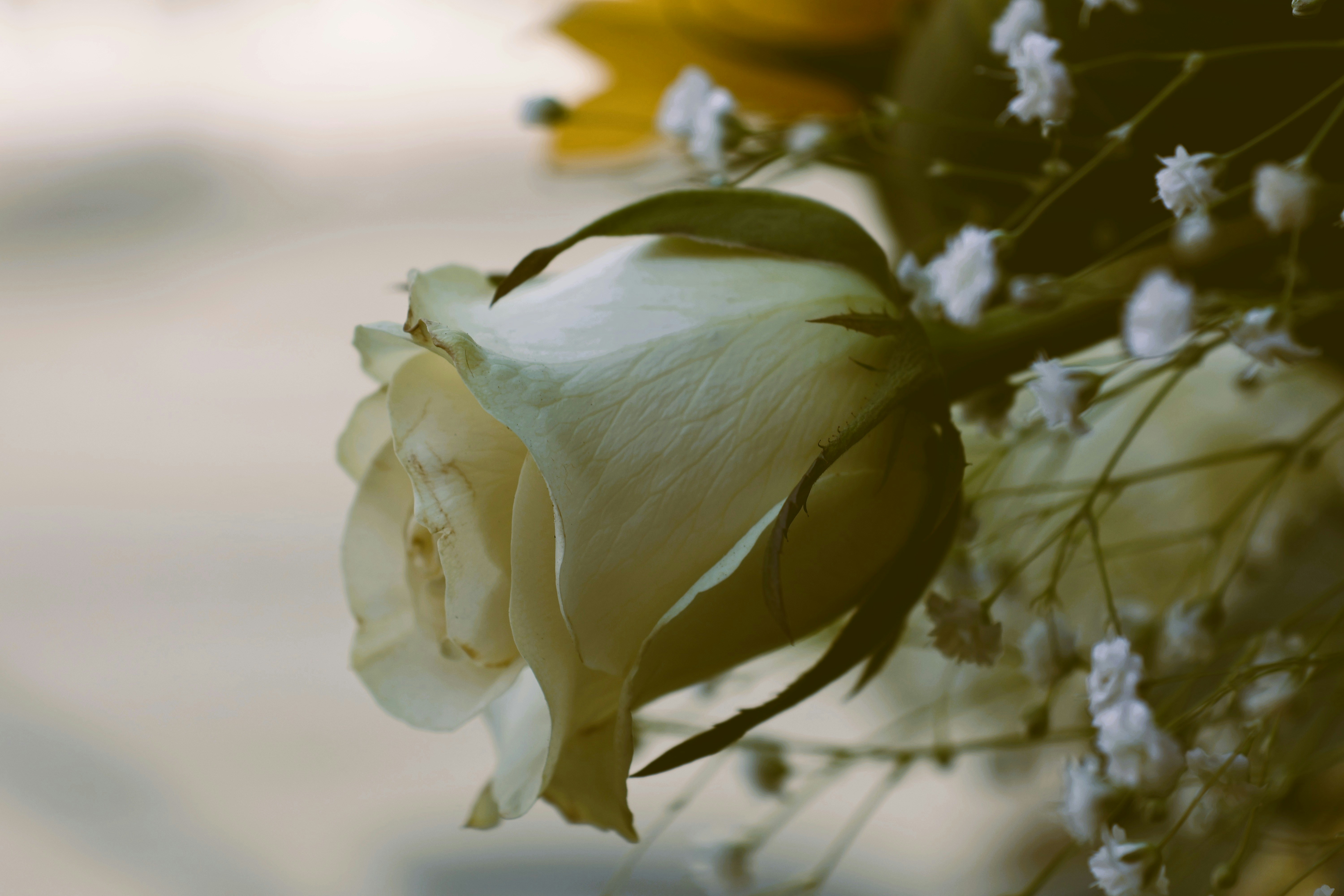 Photo by Joe Calata with Canon EOS R50