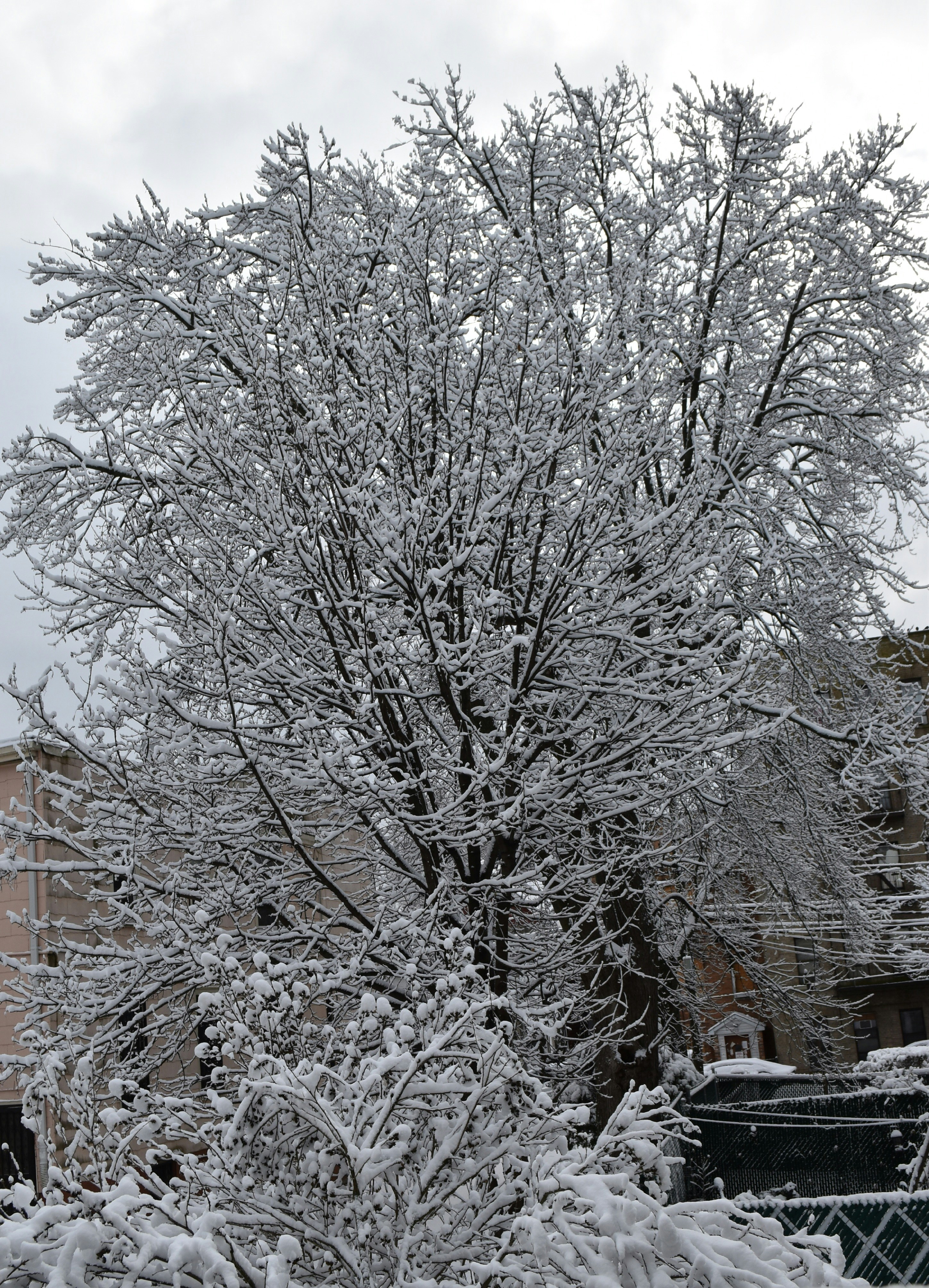 Snow-Crowned Tree in a Quiet Winter Yard