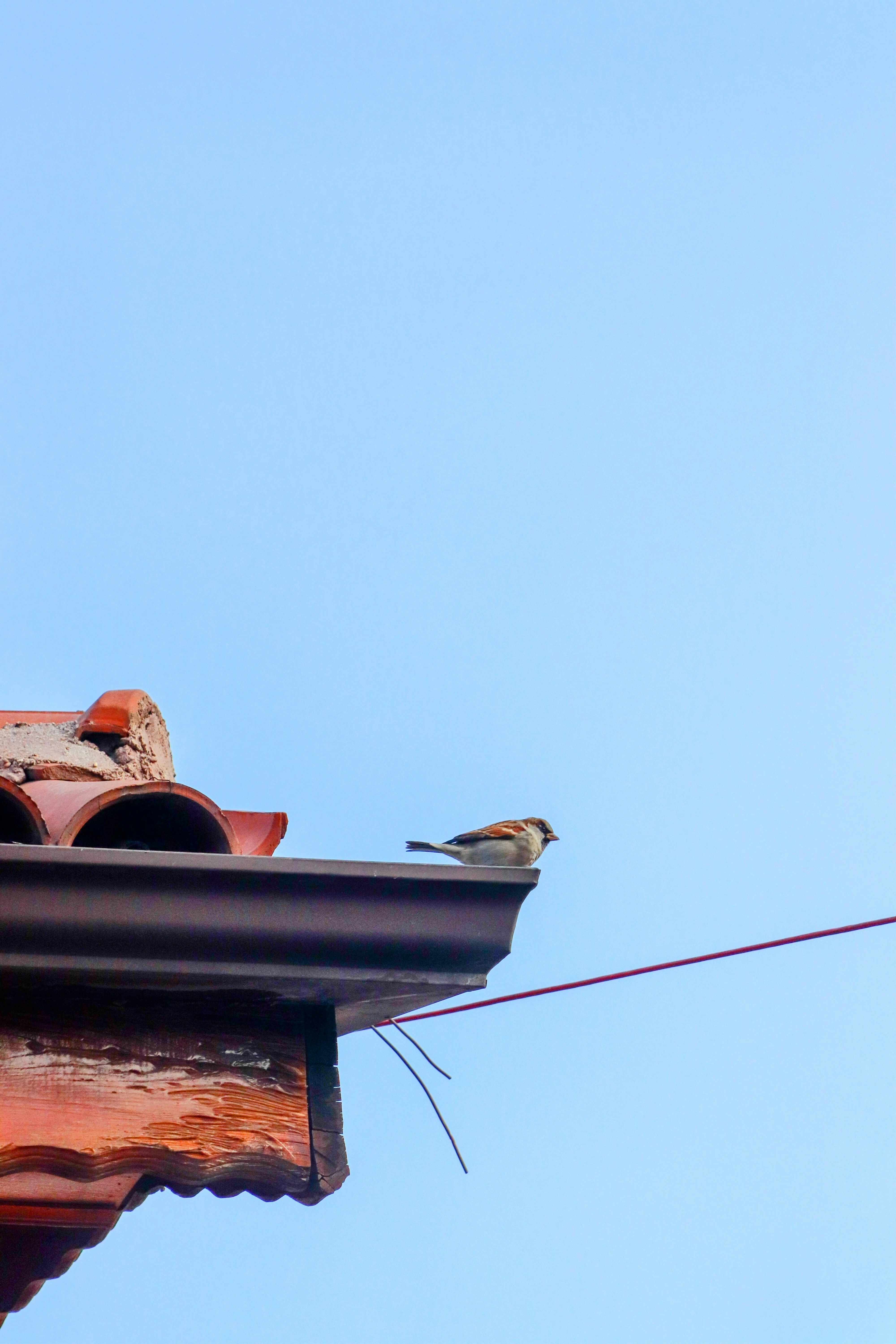 Bird on the Roof: A Quiet Moment Above a Tile Crest