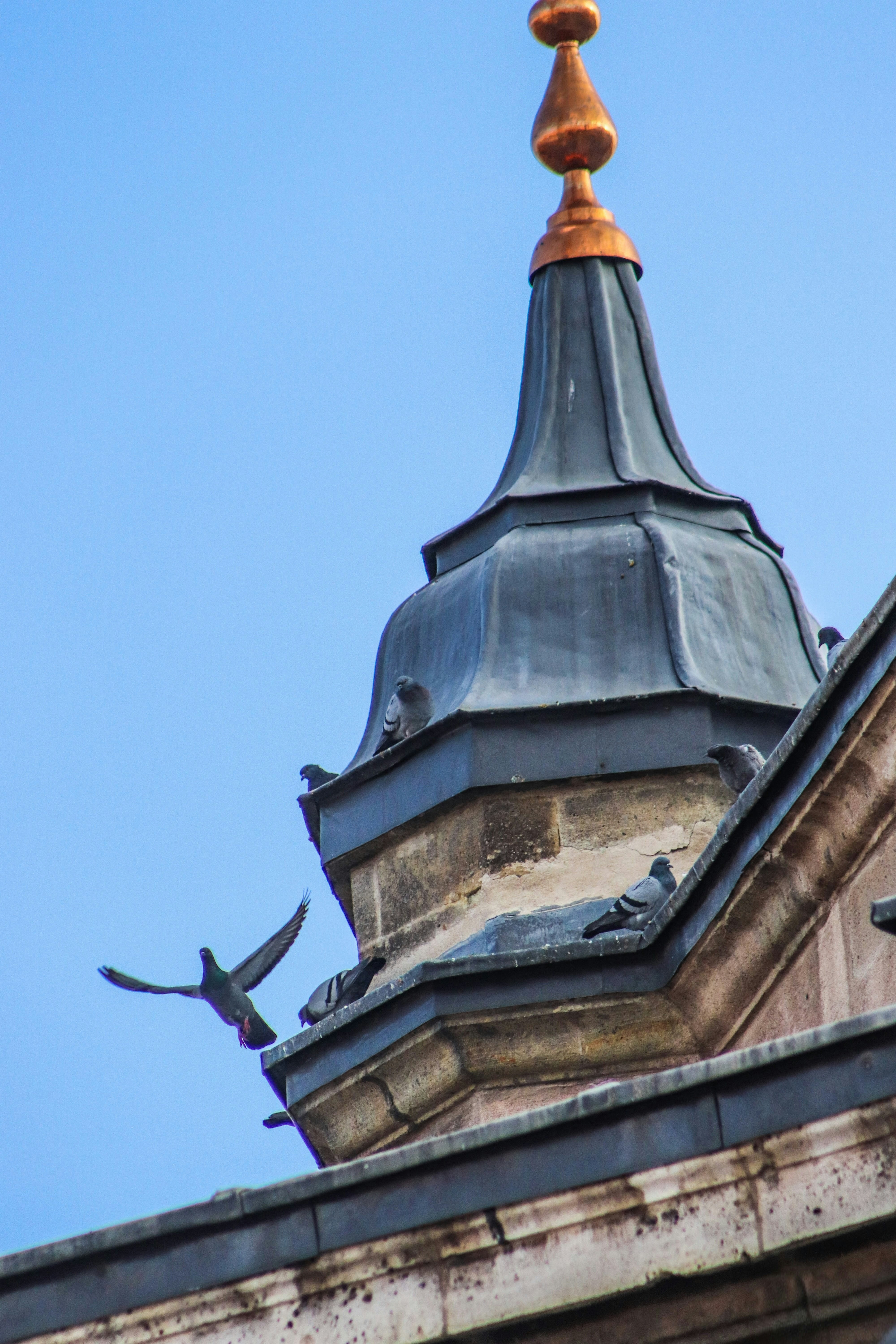 Tower Crown in Blue Spires: Pigeons on the Architecture