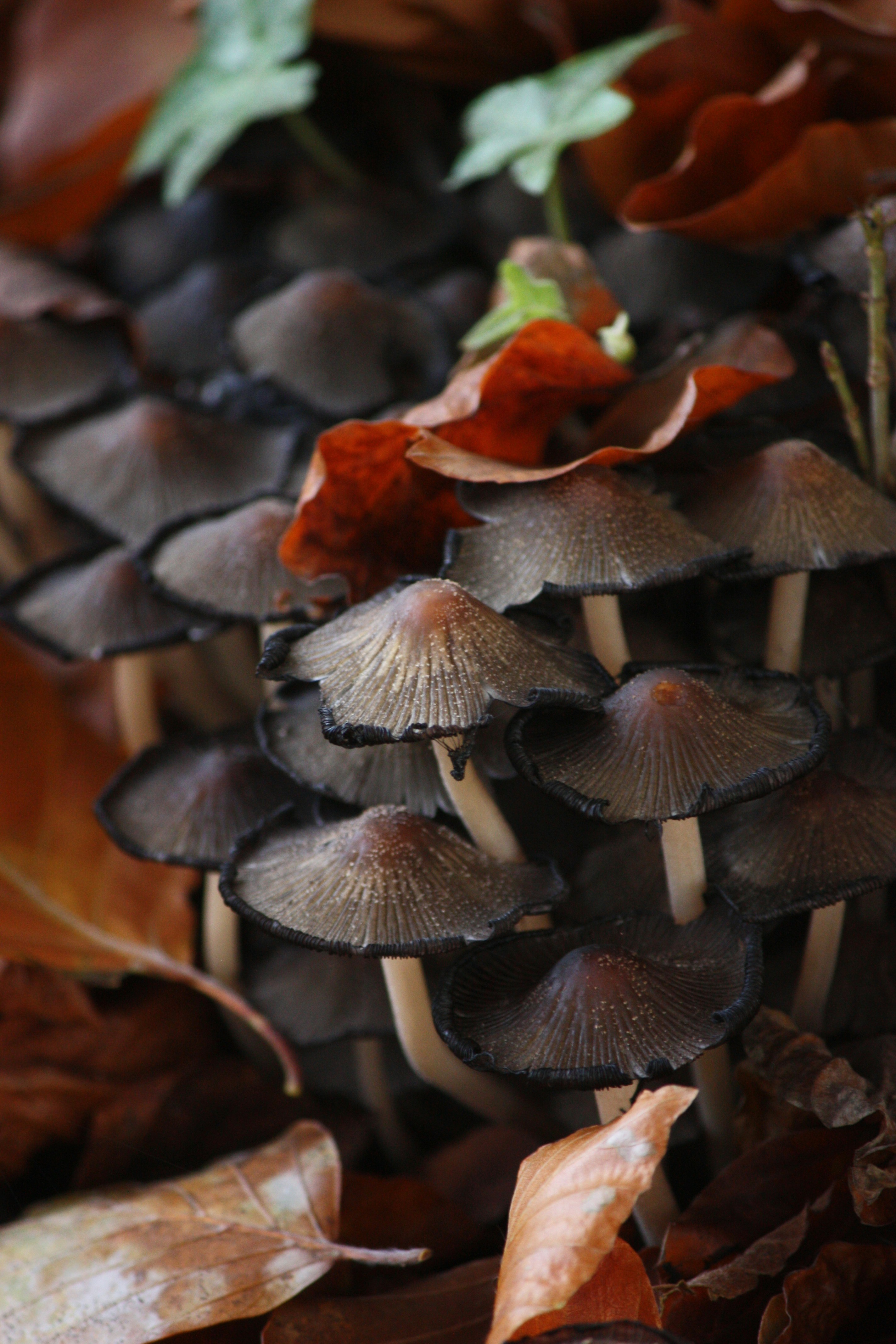 Mushroom choir in autumn's shadow
