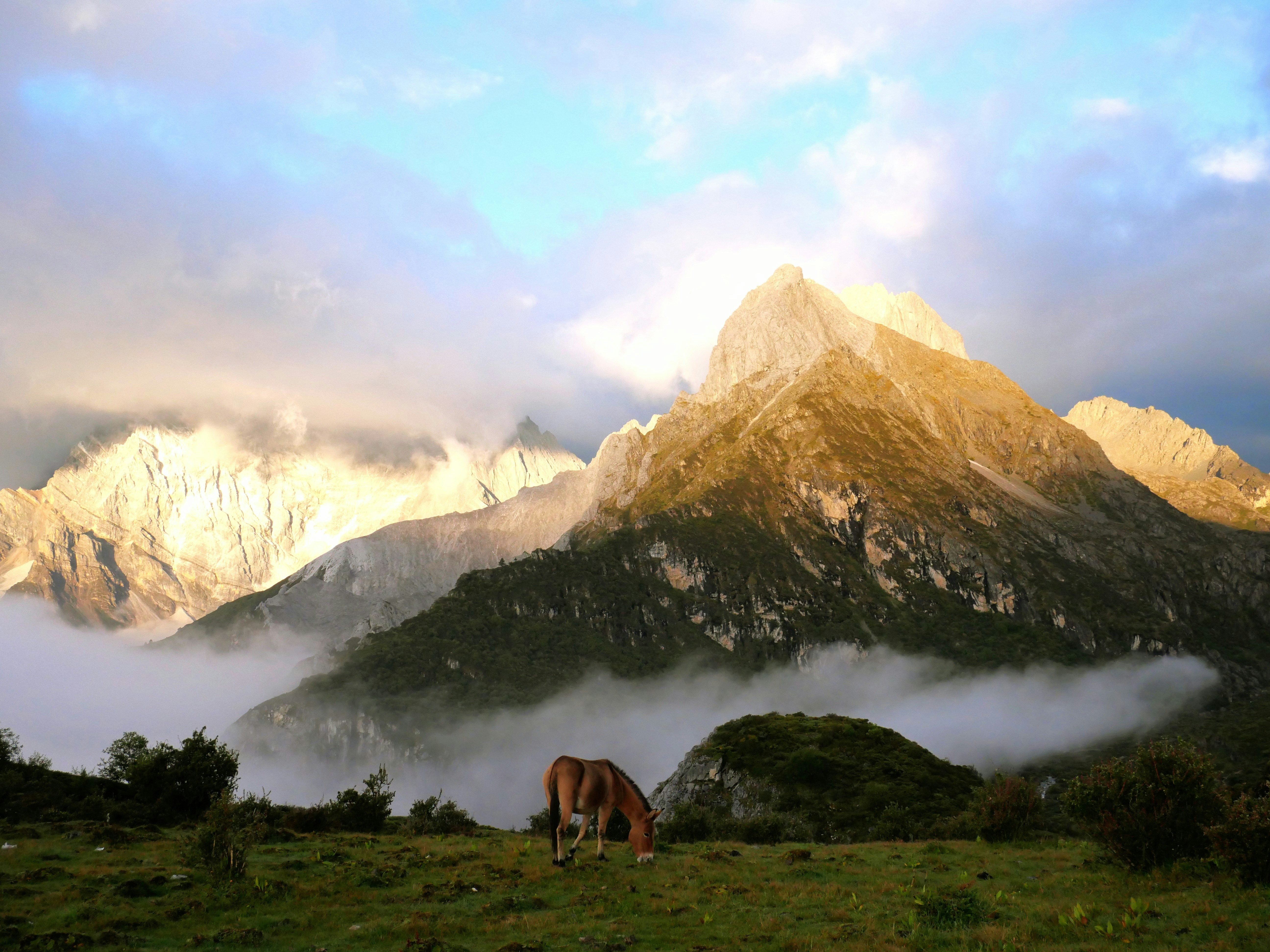 Grazing in the Mist: Mountain Peaks Bathed in Dawn Light