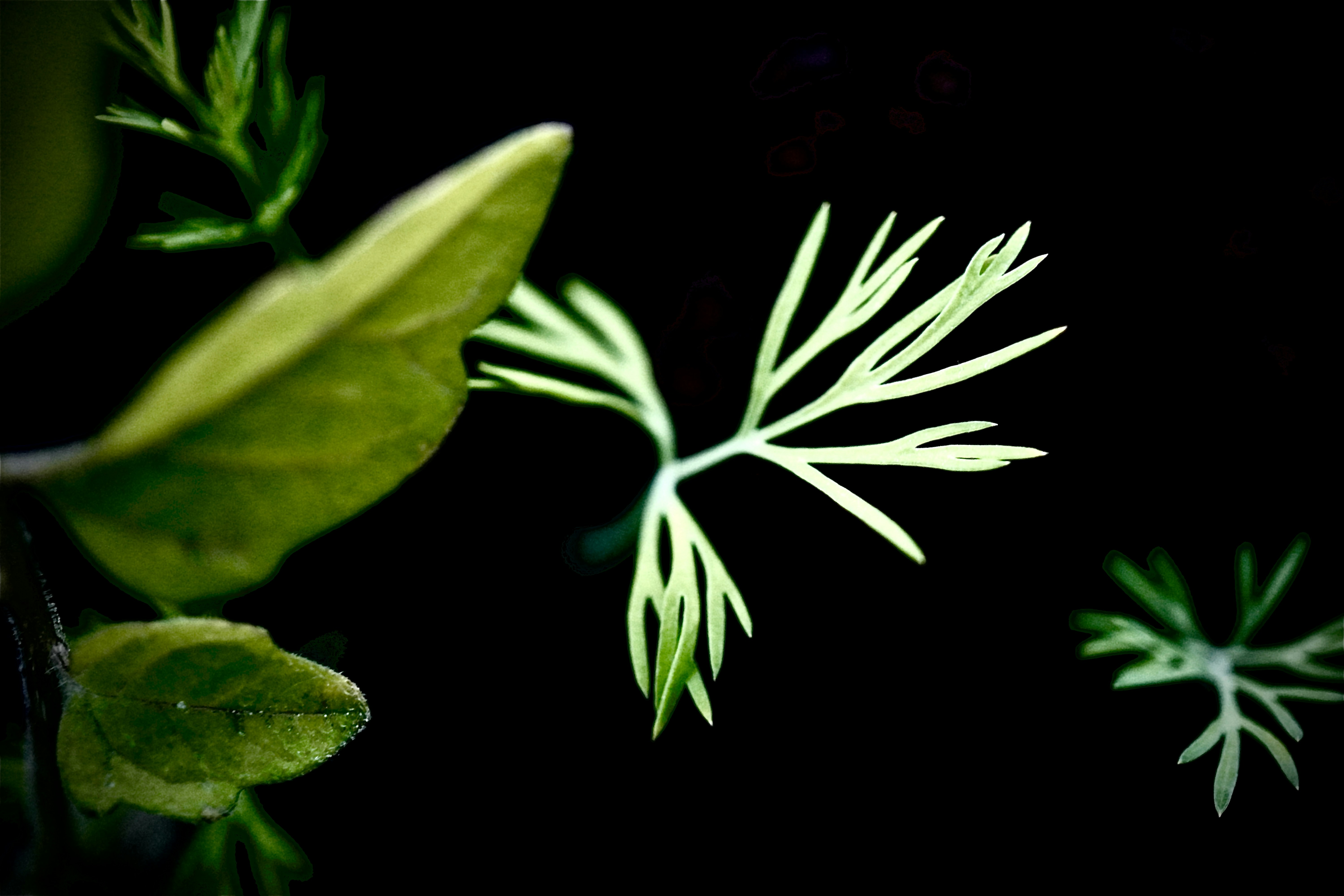 Delicate fern-like frond against a void of green and black