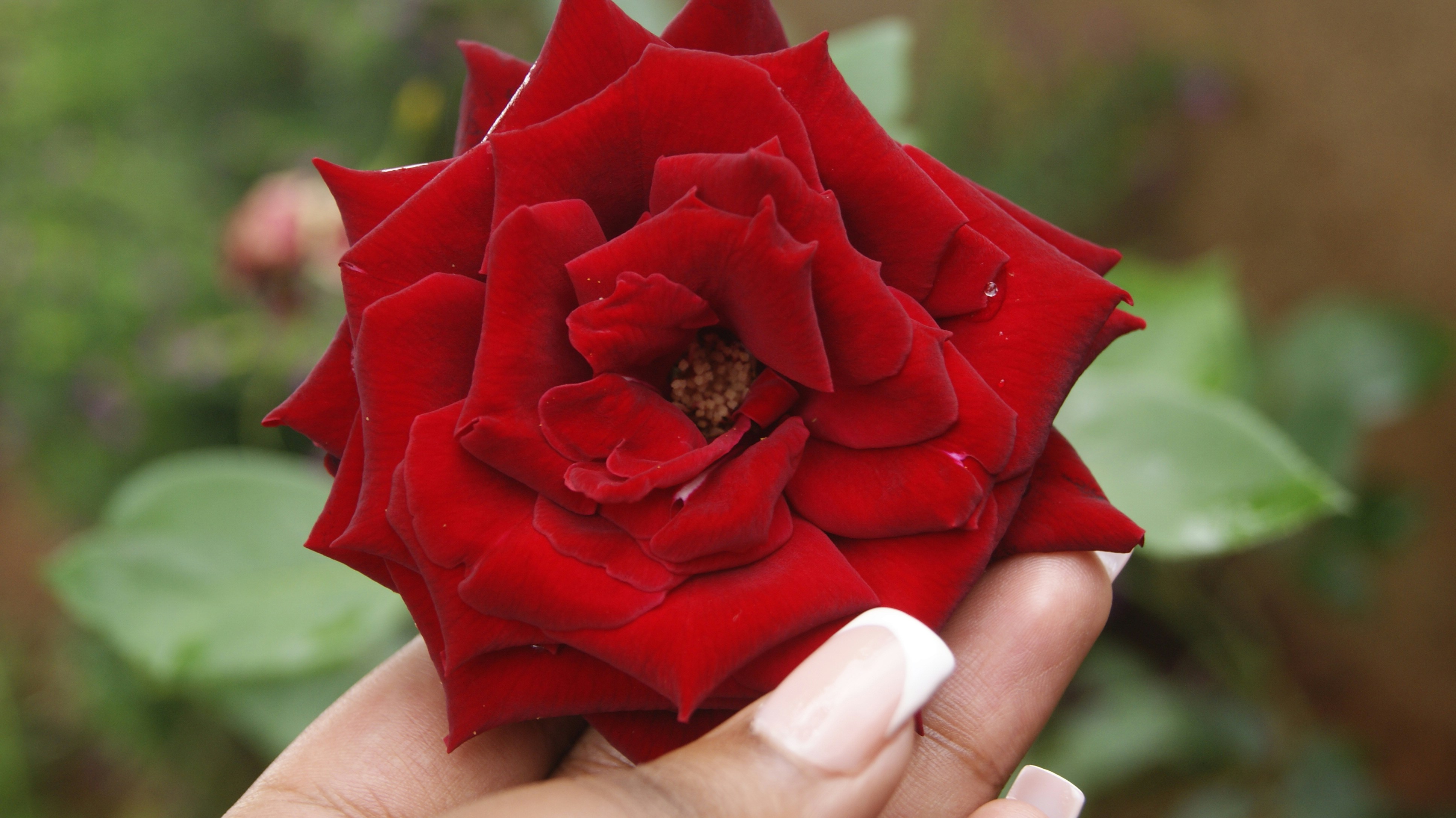 Crimson Rose Grasp: A Handful of Velvet Petals