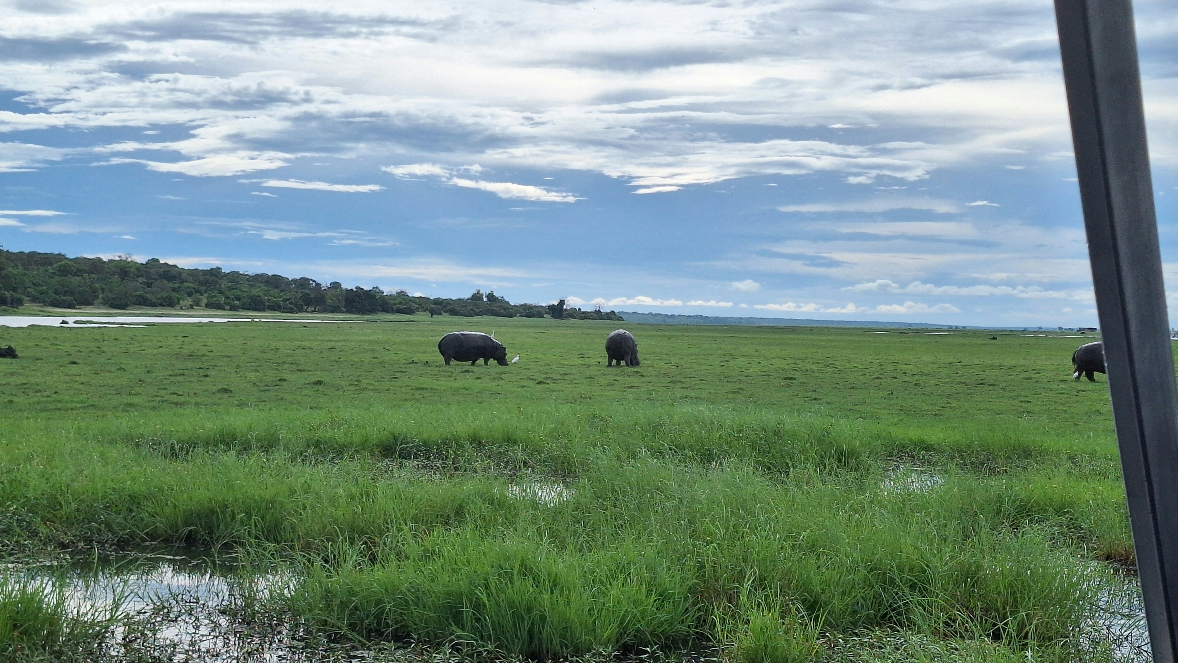 Grazing Horizon: Bison on a Wide Marsh Under an Expansive Sky