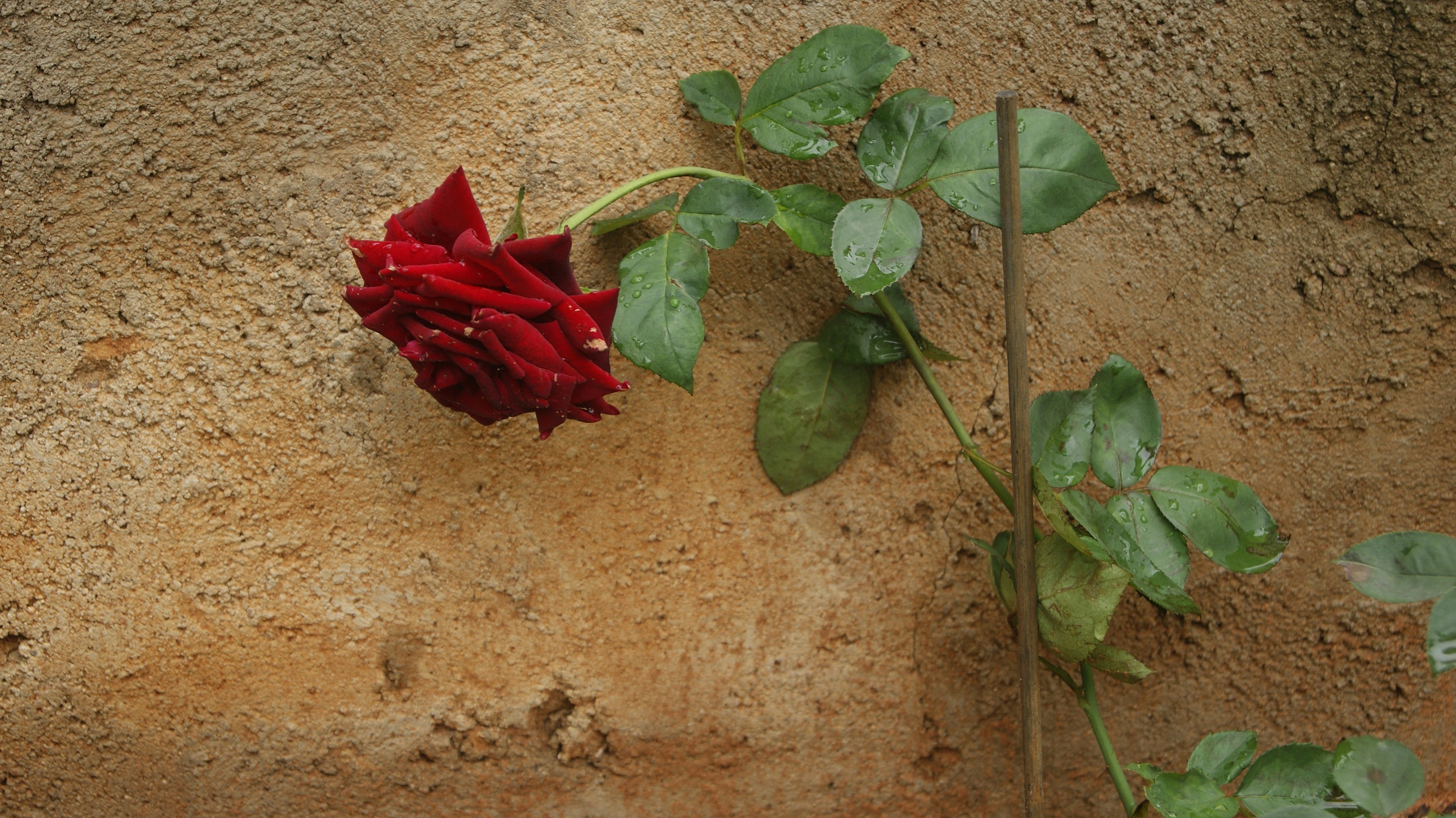 A solitary red rose with green leaves climbs a textured earthen wall, its stem supported by a thin stake, creating a stark contrast between vibrant bloom and rustic backdrop.