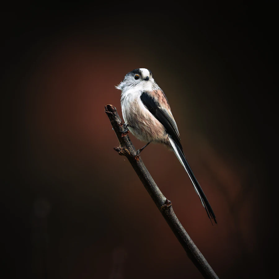 A delicate songbird perches on a slender twig, its soft plumage lit against a dark, warm-toned background. The scene emphasizes the bird as the focal point with a subtle bokeh surrounding.