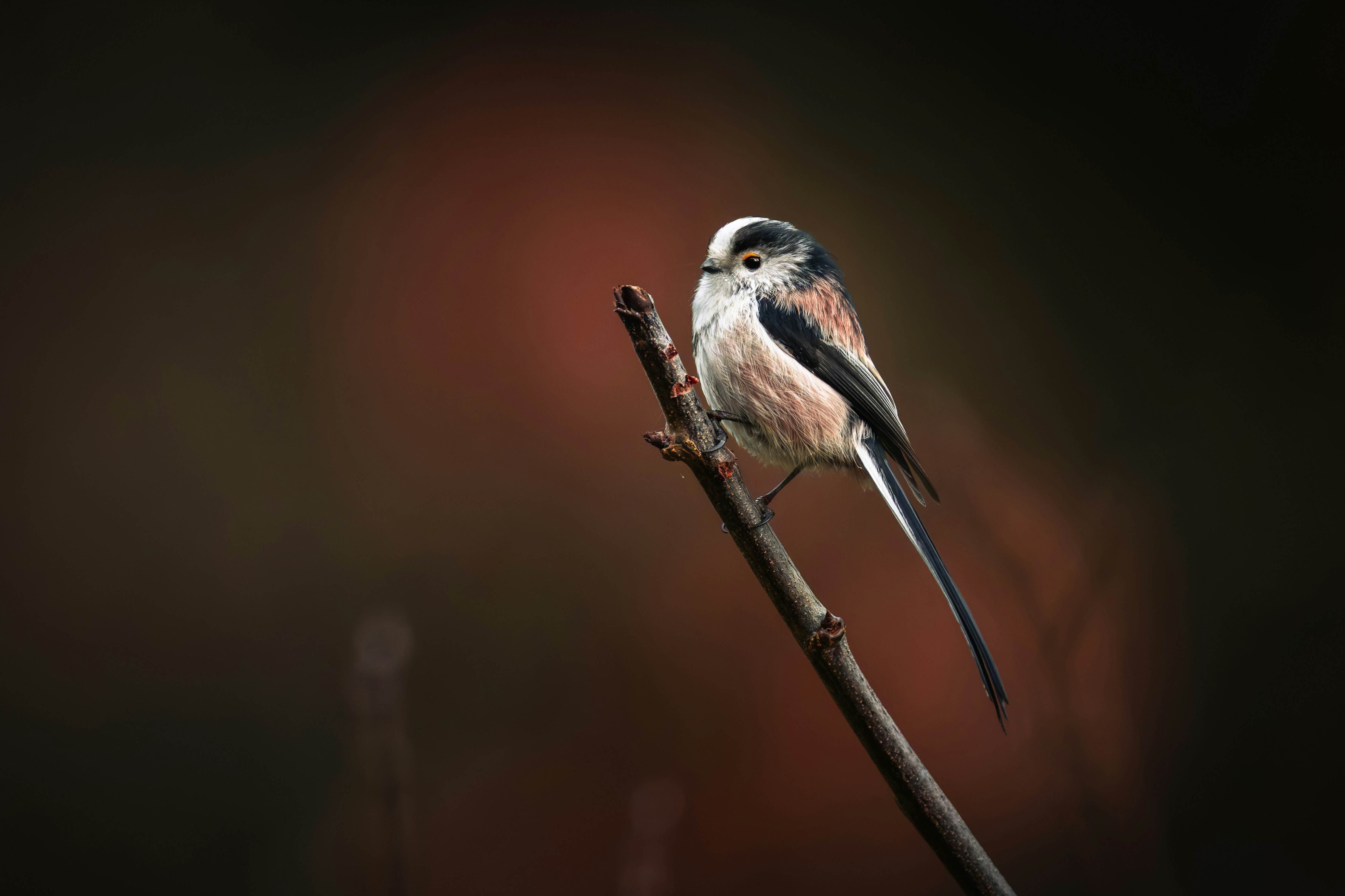 Photo by Doncoombez with Nikon Z9