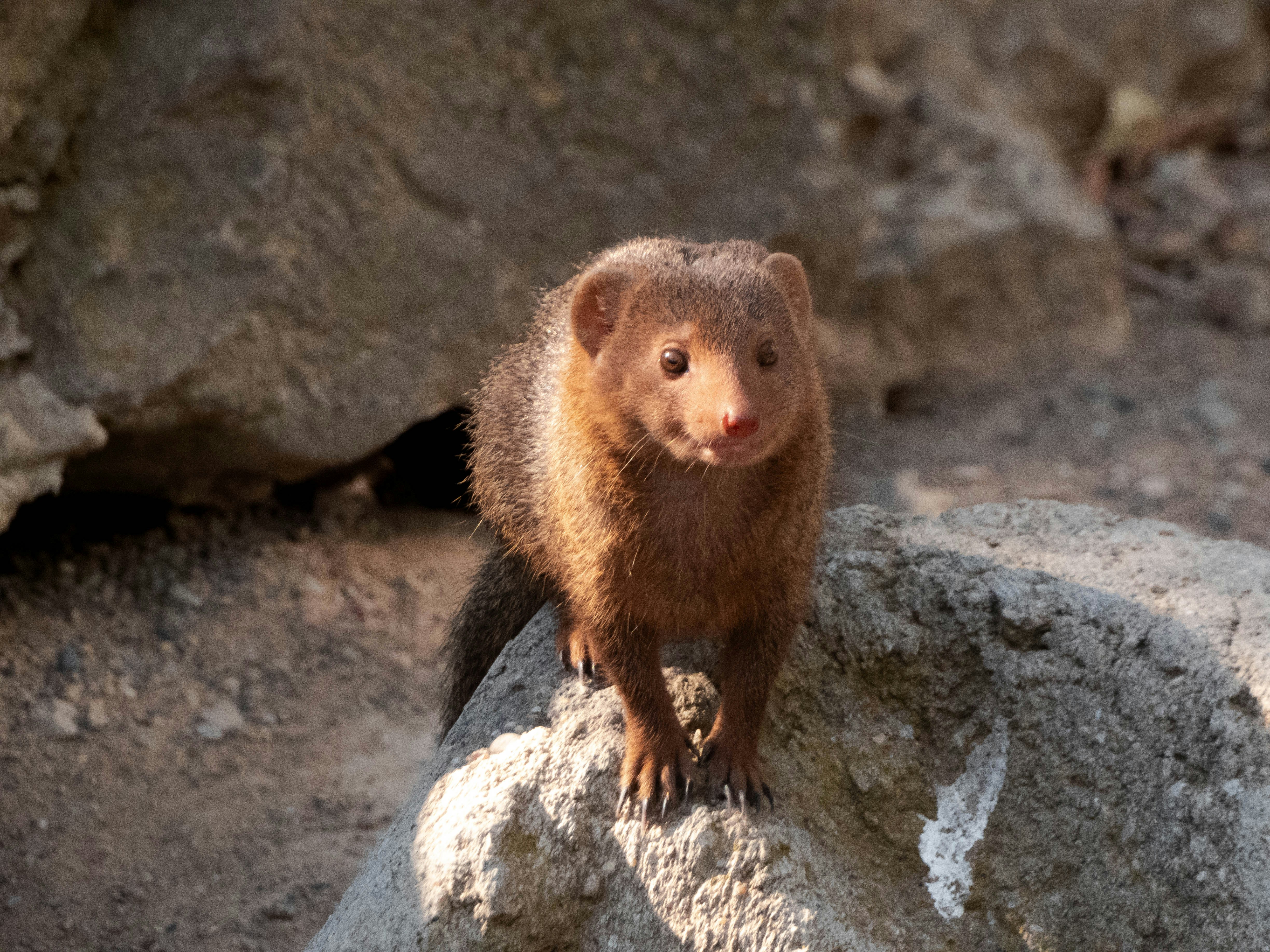 Curious Mustelid Perch: A Tiny Explorer on the Rock