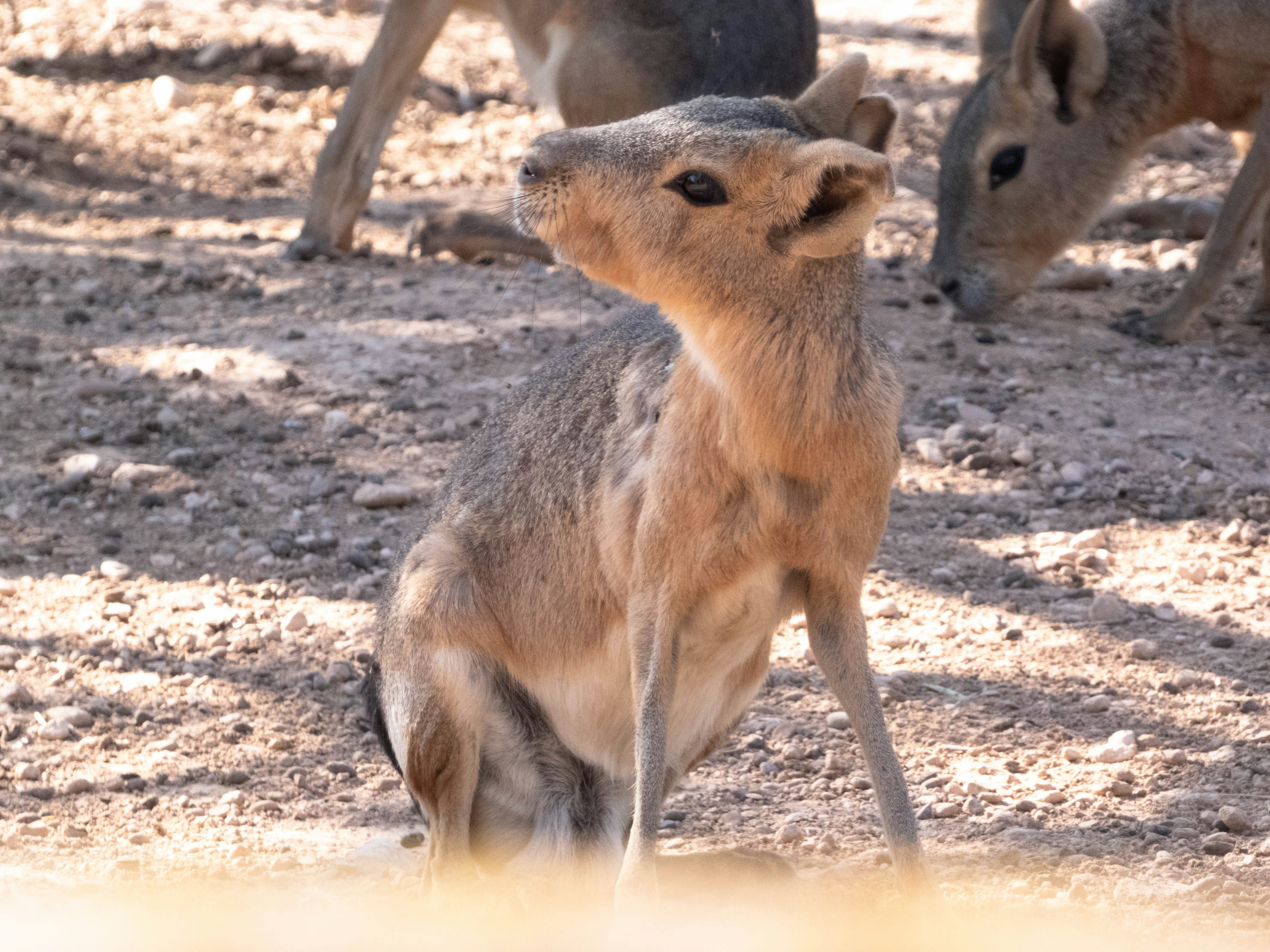 Curious Kalahari Gazelle Pup Dusted with Sunlit Ground