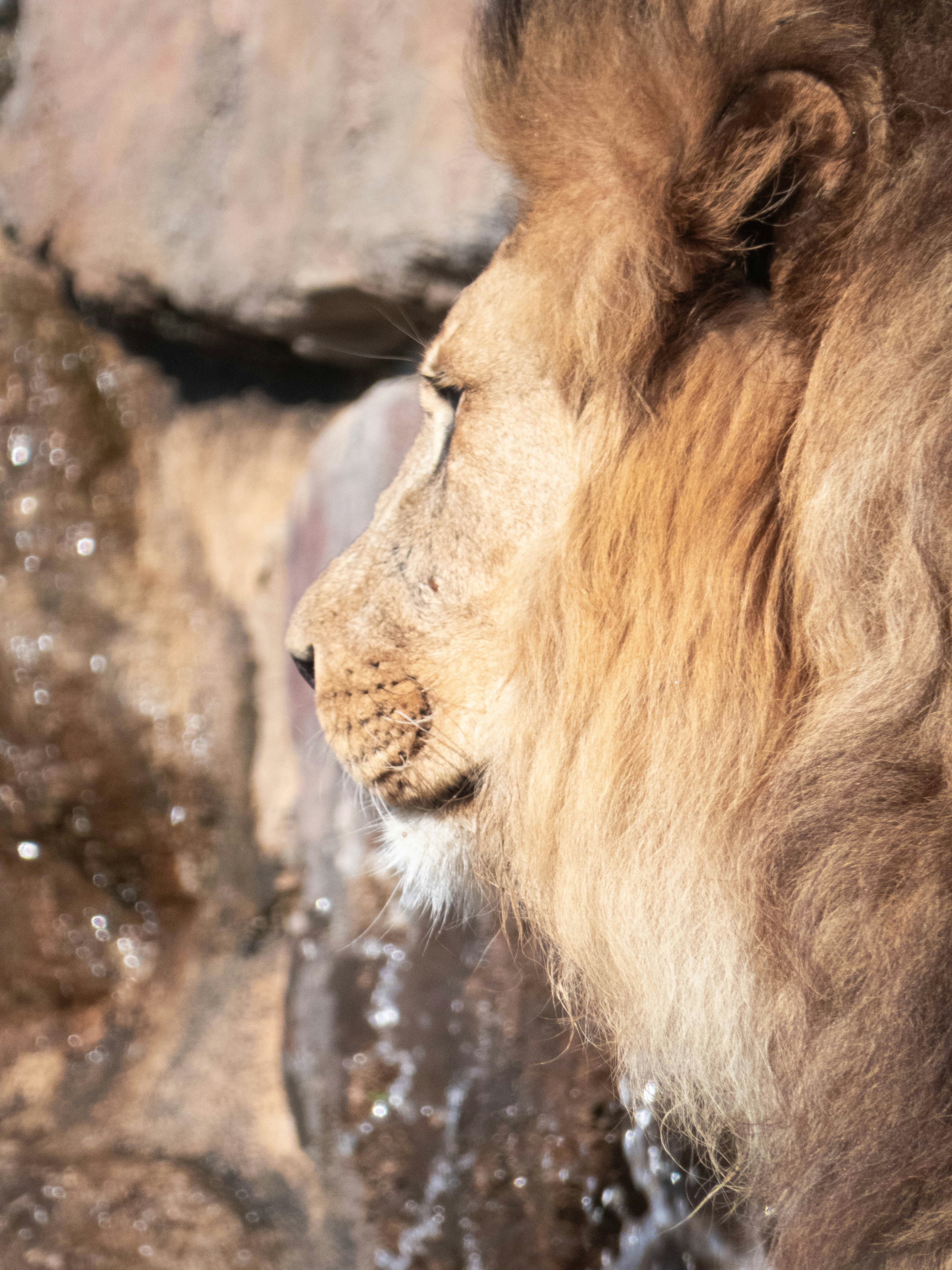 Majestic Profile: A Lion in Quiet Focus by the Waterfall